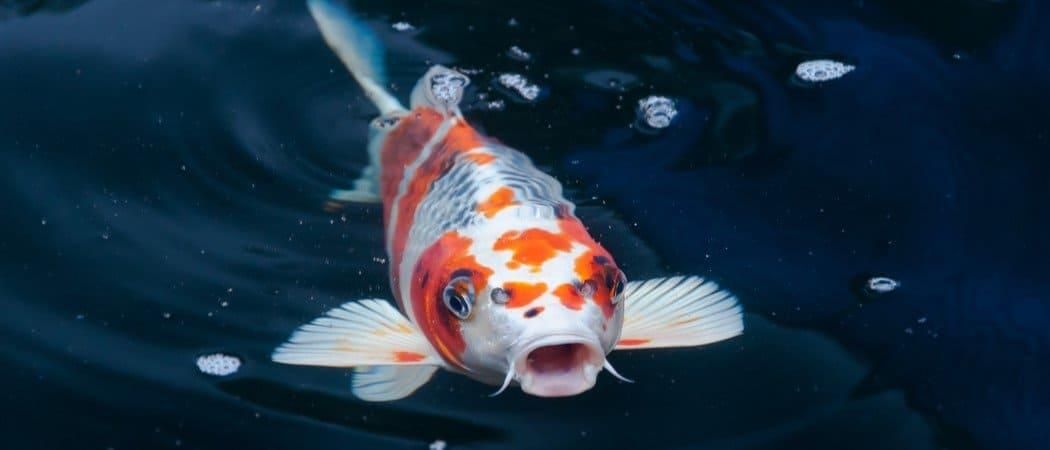 Origami Koi Fish : 22 Steps - Instructables