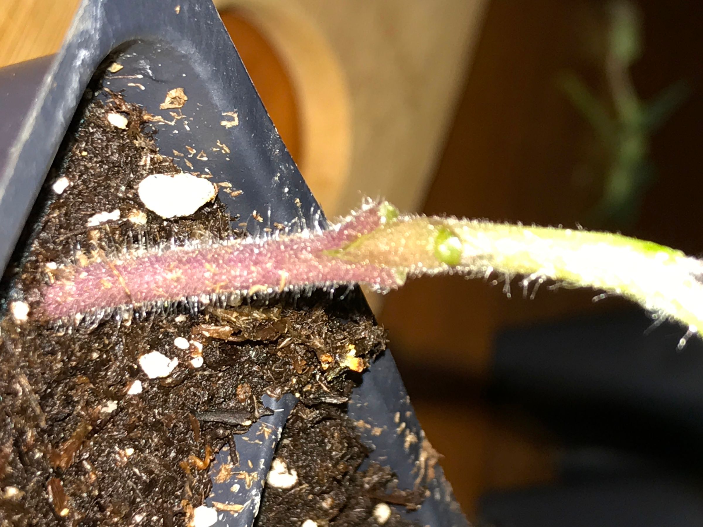 PlantGrafting : 8 Steps (with Pictures) - Instructables