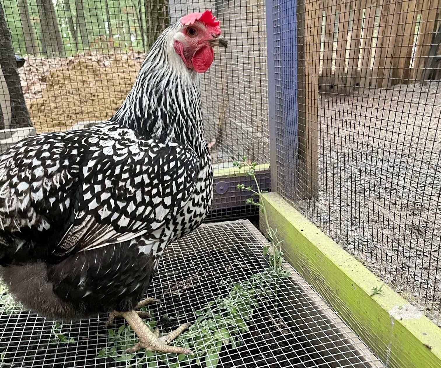 Grazing Frame for Backyard Chickens : 5 Steps (with Pictures ...