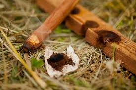 Primitive Fire : 7 Steps - Instructables