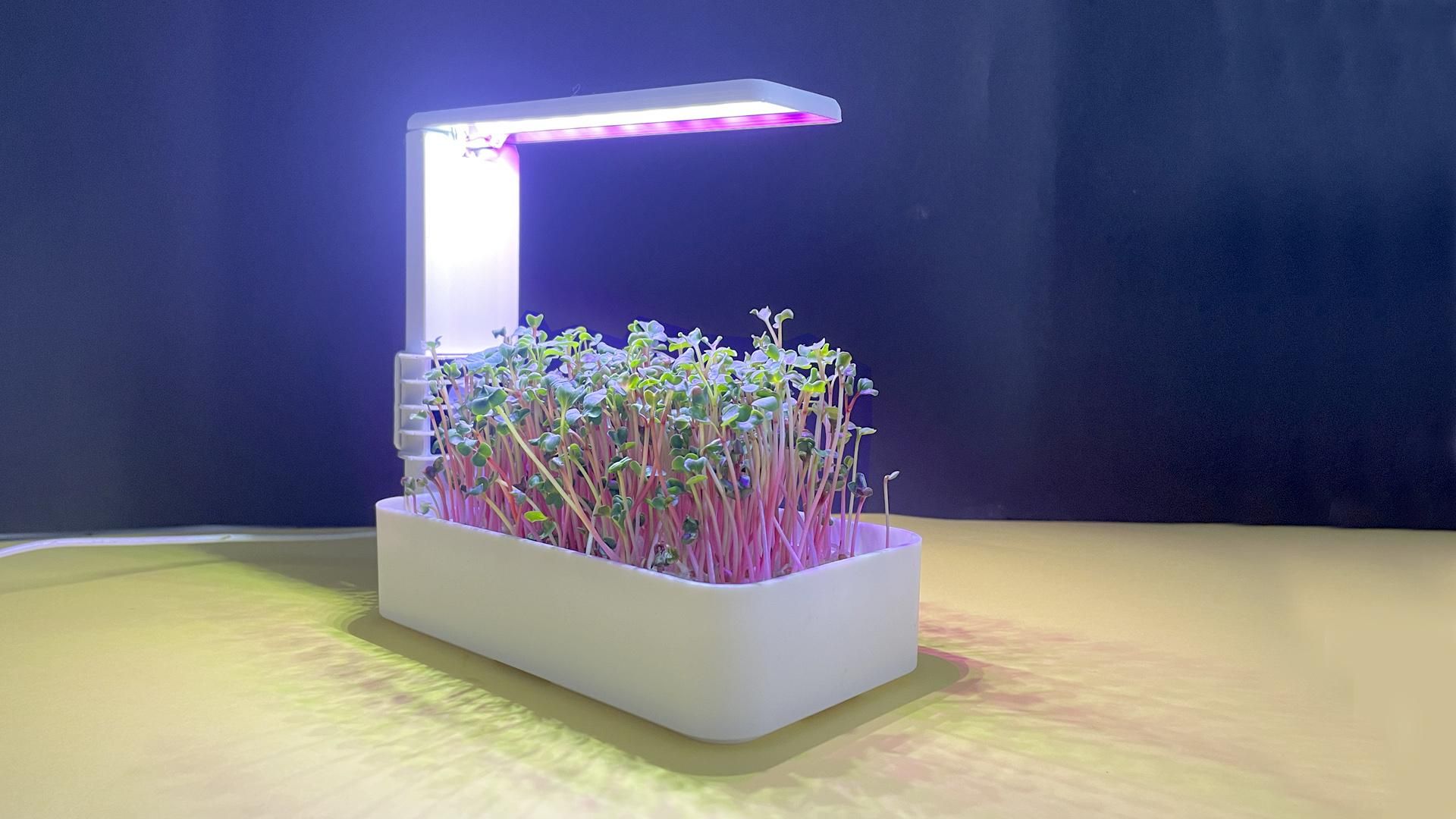 Growing Microgreens at Home DIY : 5 Steps (with Pictures) - Instructables