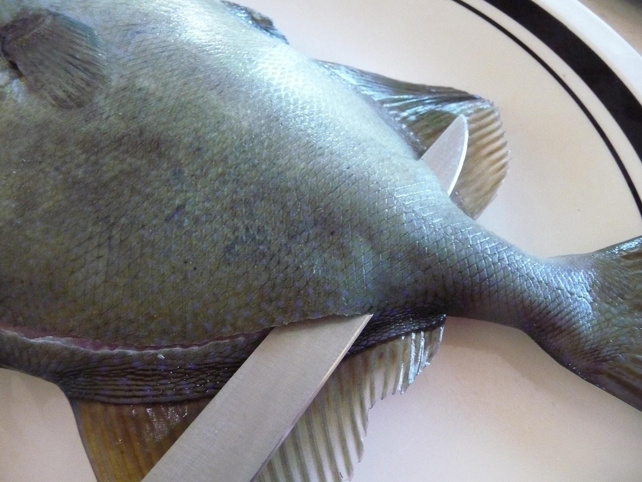 Trigger-Happy Fish Art : 4 Steps (with Pictures) - Instructables