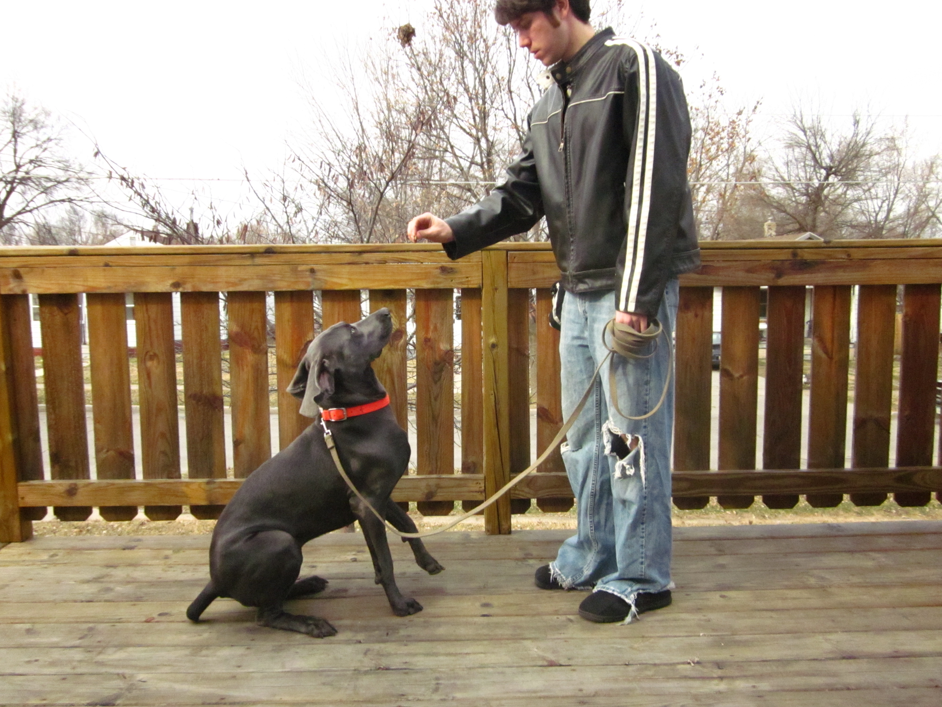 Basic Obedience Training for Dogs : 6 Steps (with Pictures) - Instructables
