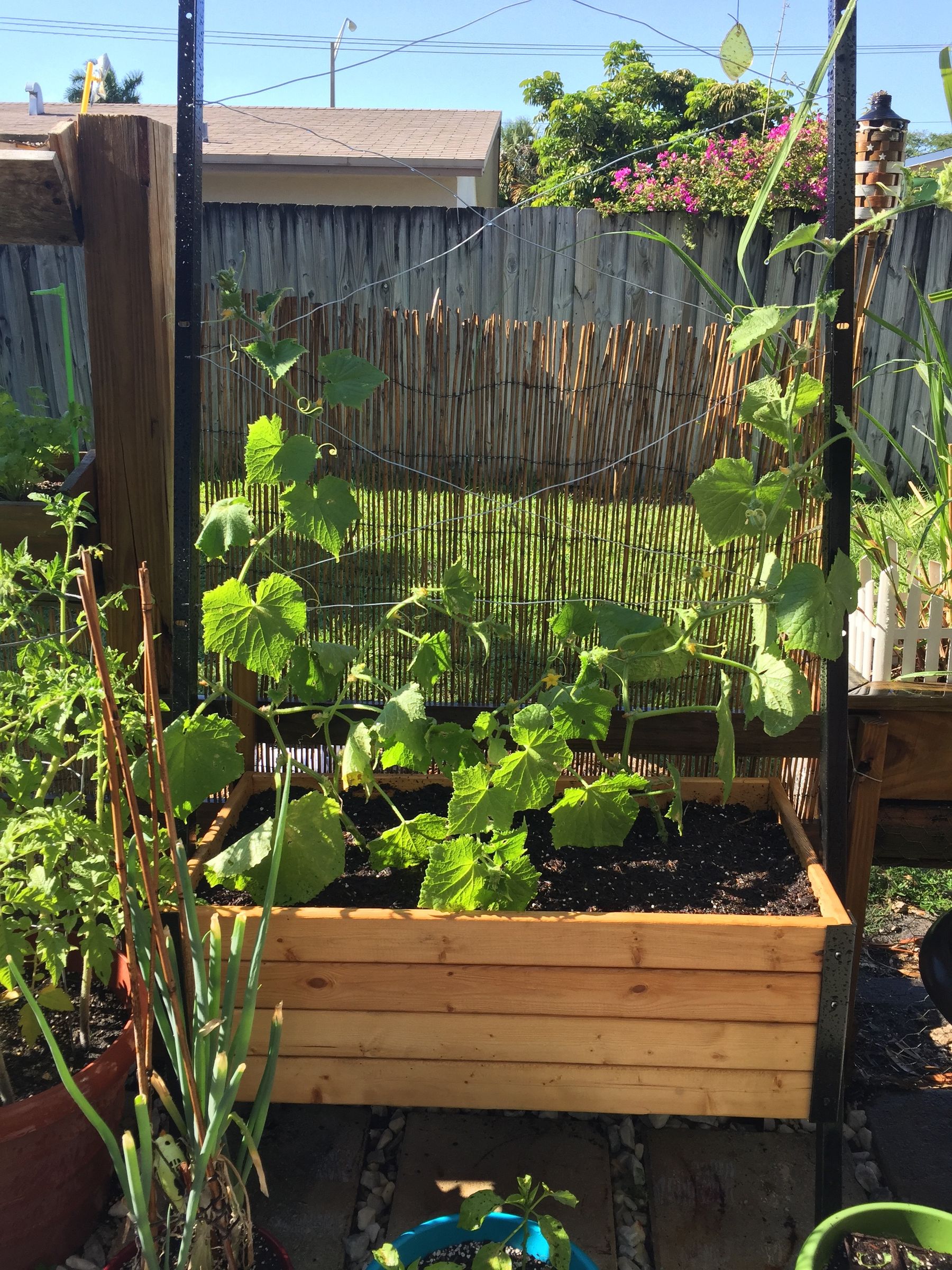 My $10 Reclaimed Climbing Vine Planter Box! : 3 Steps (with Pictures ...
