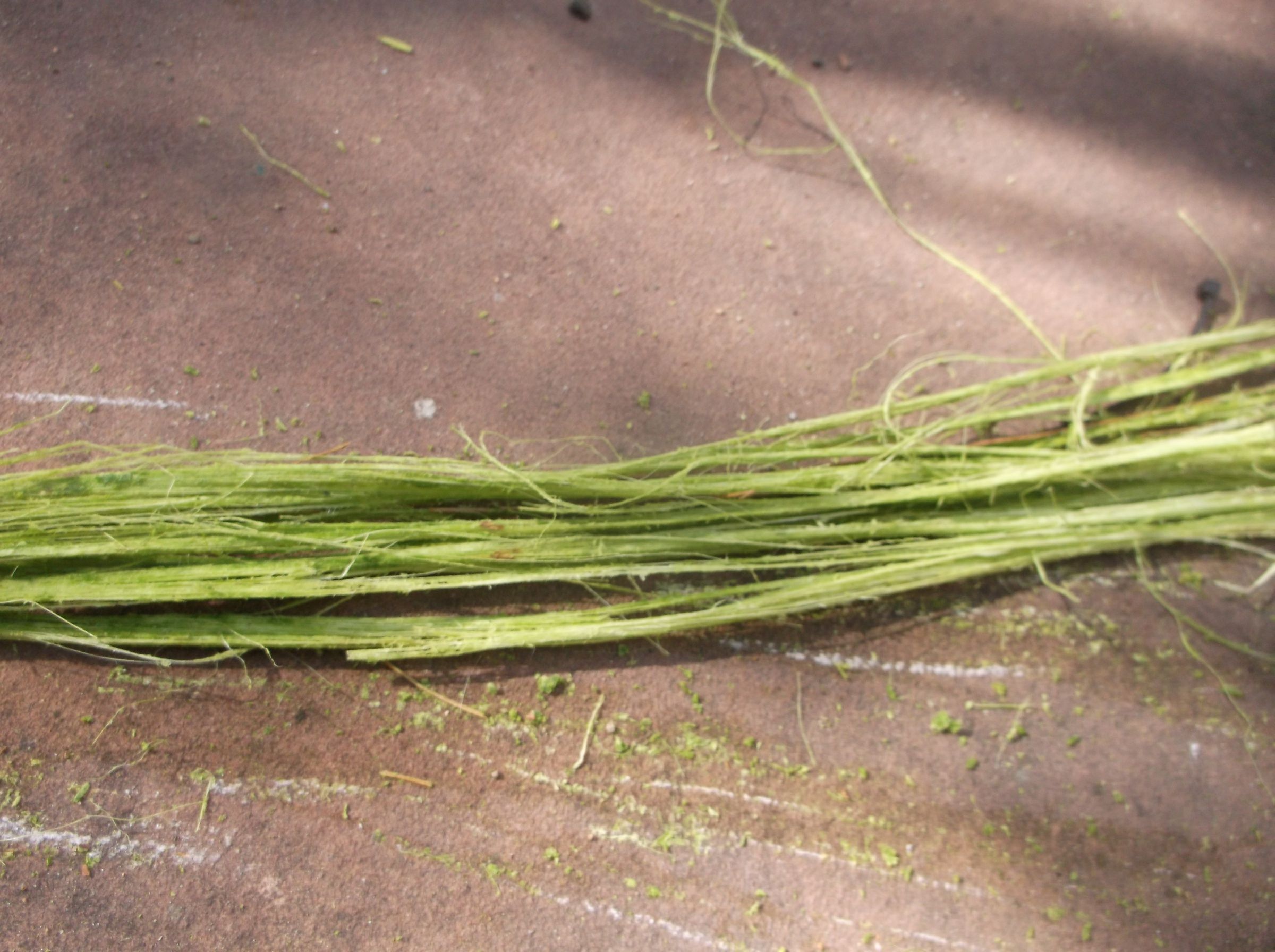 Processing Yucca Fibre With Primitive Tools : 6 Steps (with Pictures ...