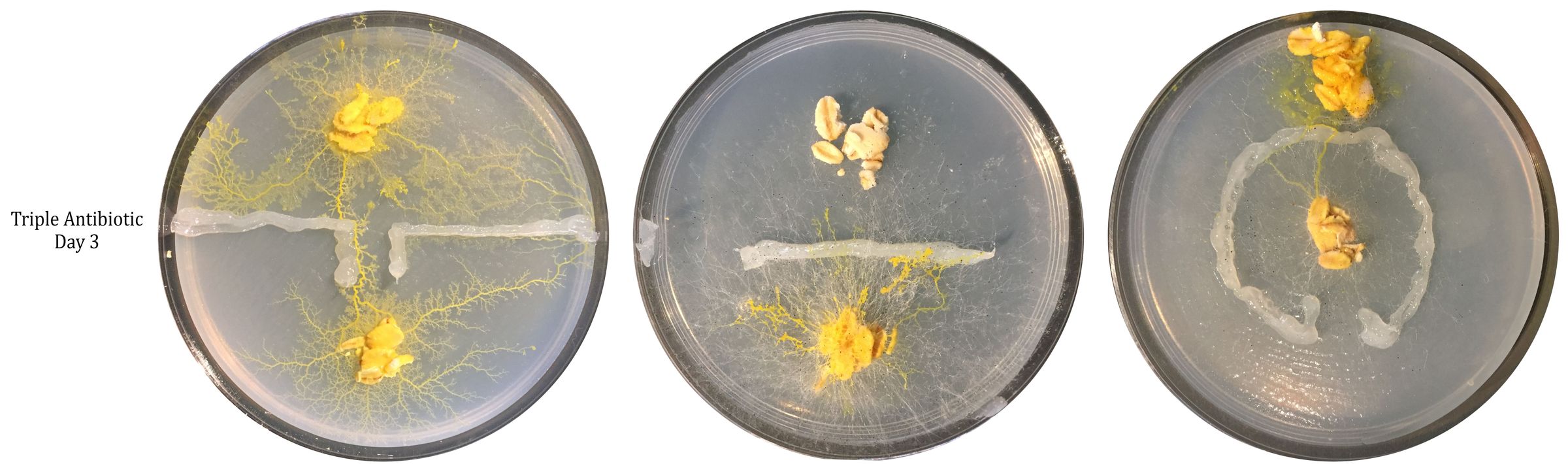How to Grow SLIME MOLD : 9 Steps (with Pictures) - Instructables