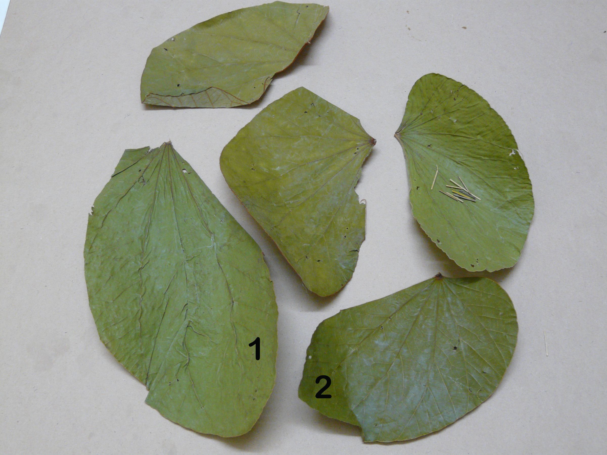 Pattal - Leaf Plate (Made of Banyan & Sal Leaf ) : 10 Steps - Instructables
