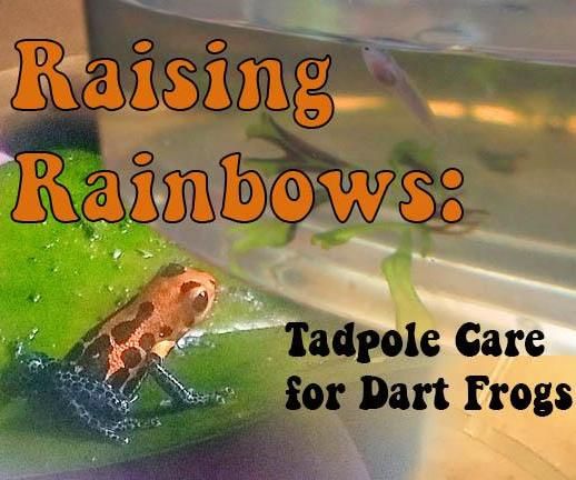 Raising Rainbows: Tadpole Care for Dart Frogs : 12 Steps (with Pictures ...