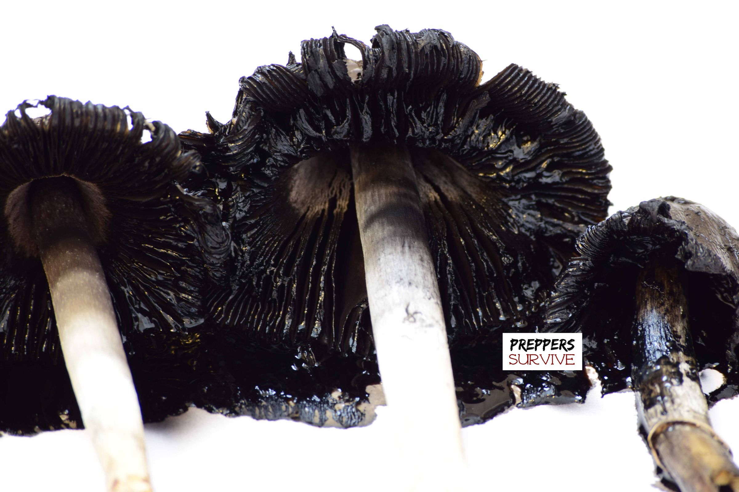 Making Ink From Mushrooms : 5 Steps (with Pictures) - Instructables