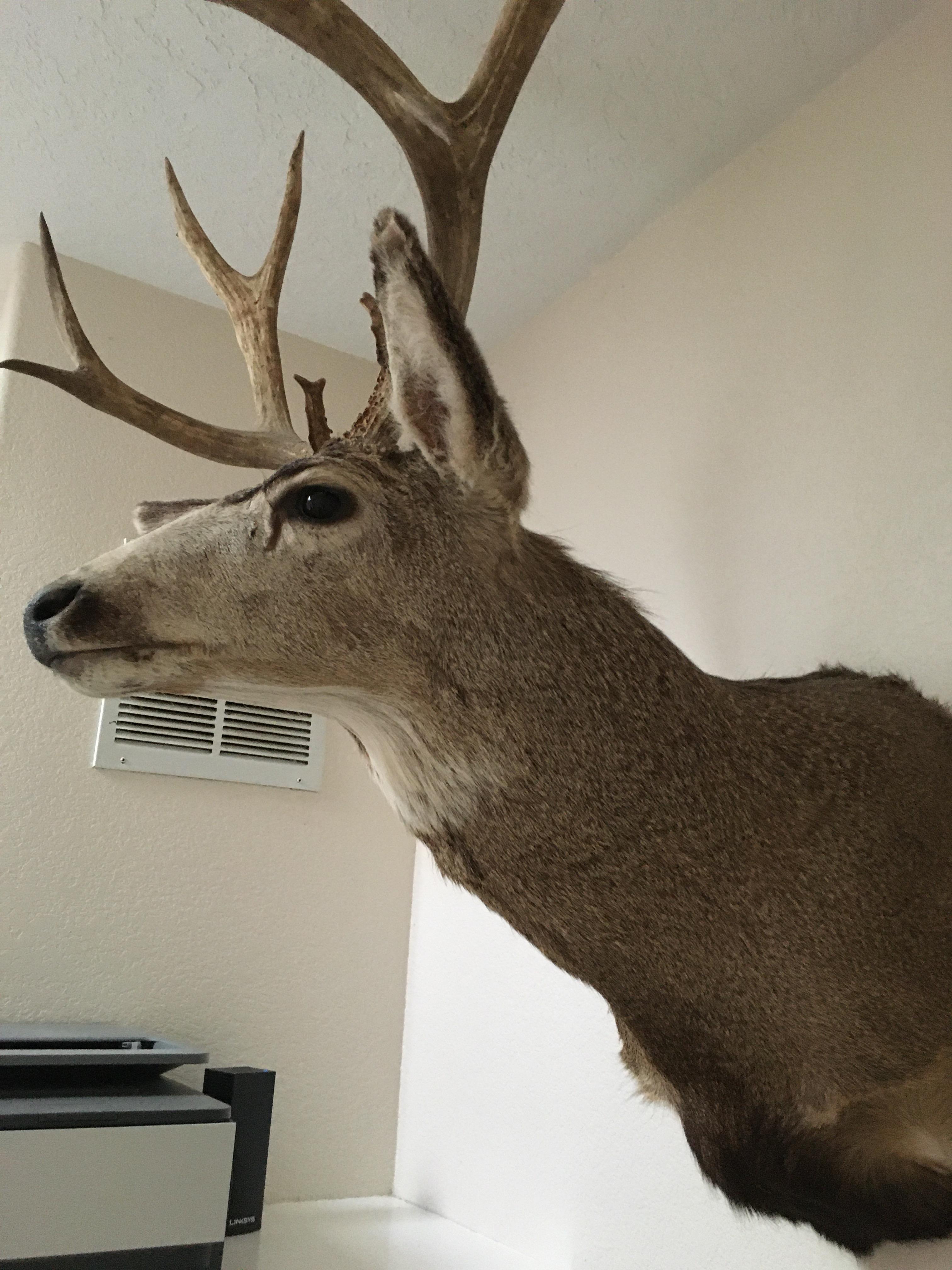 Wooden Deer Head : 11 Steps (with Pictures) - Instructables