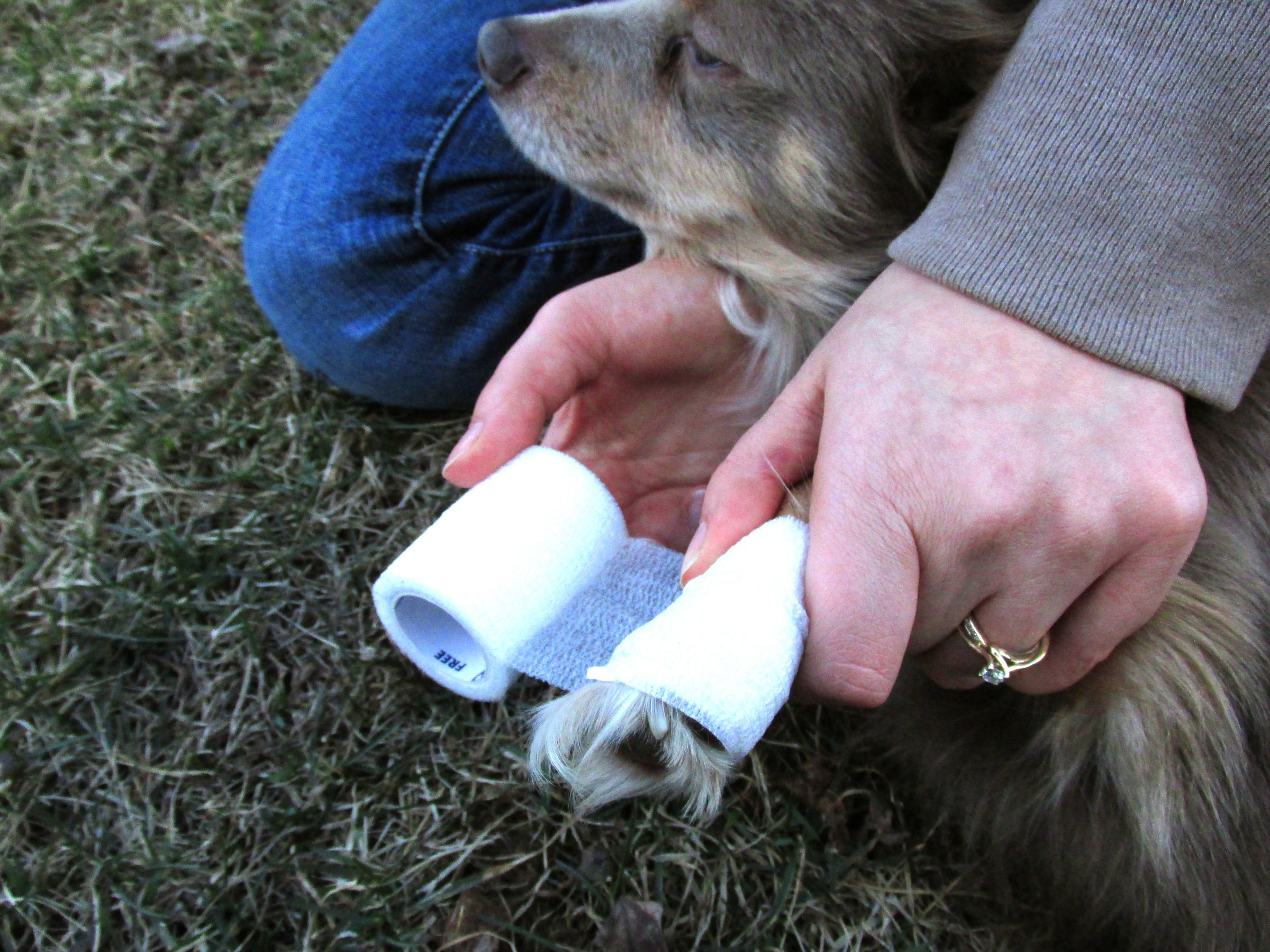 Pet First Aid Kit - Simple, Inexpensive, and Effective : 8 Steps (with ...