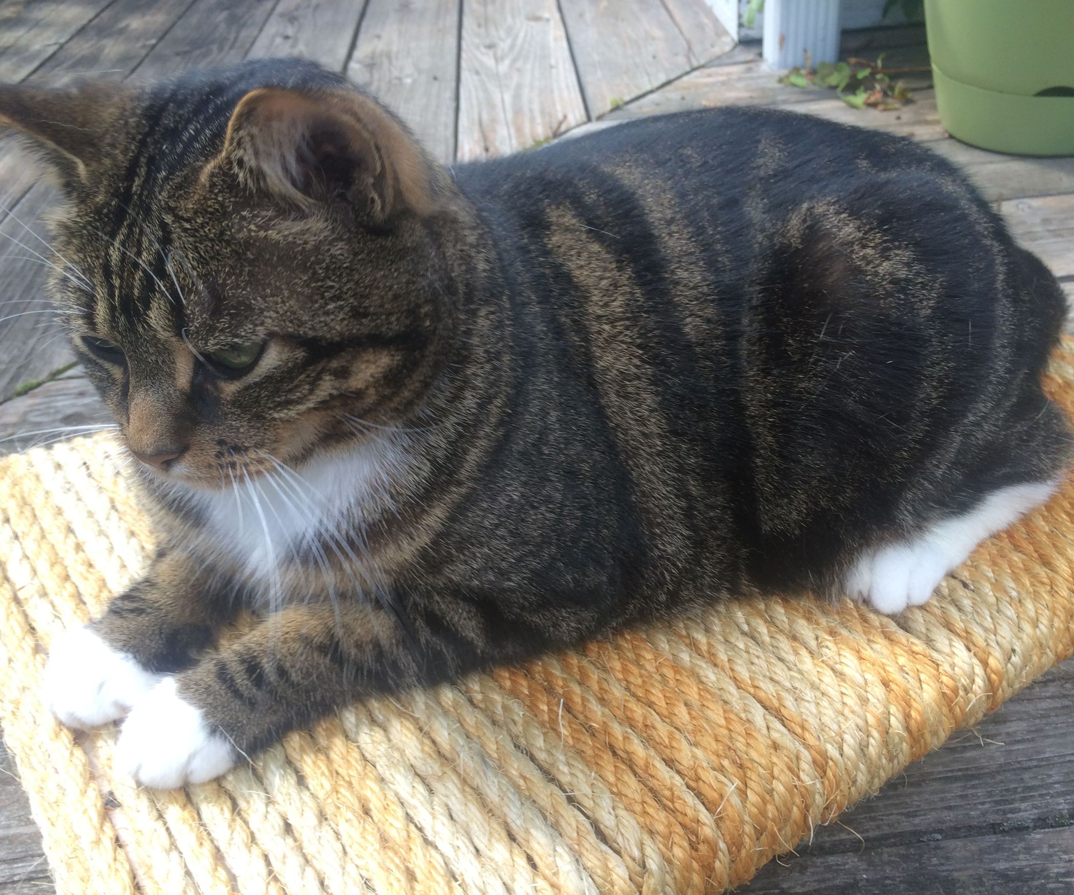 Heavy Duty Sisal Cat Scratcher : 8 Steps (with Pictures) - Instructables