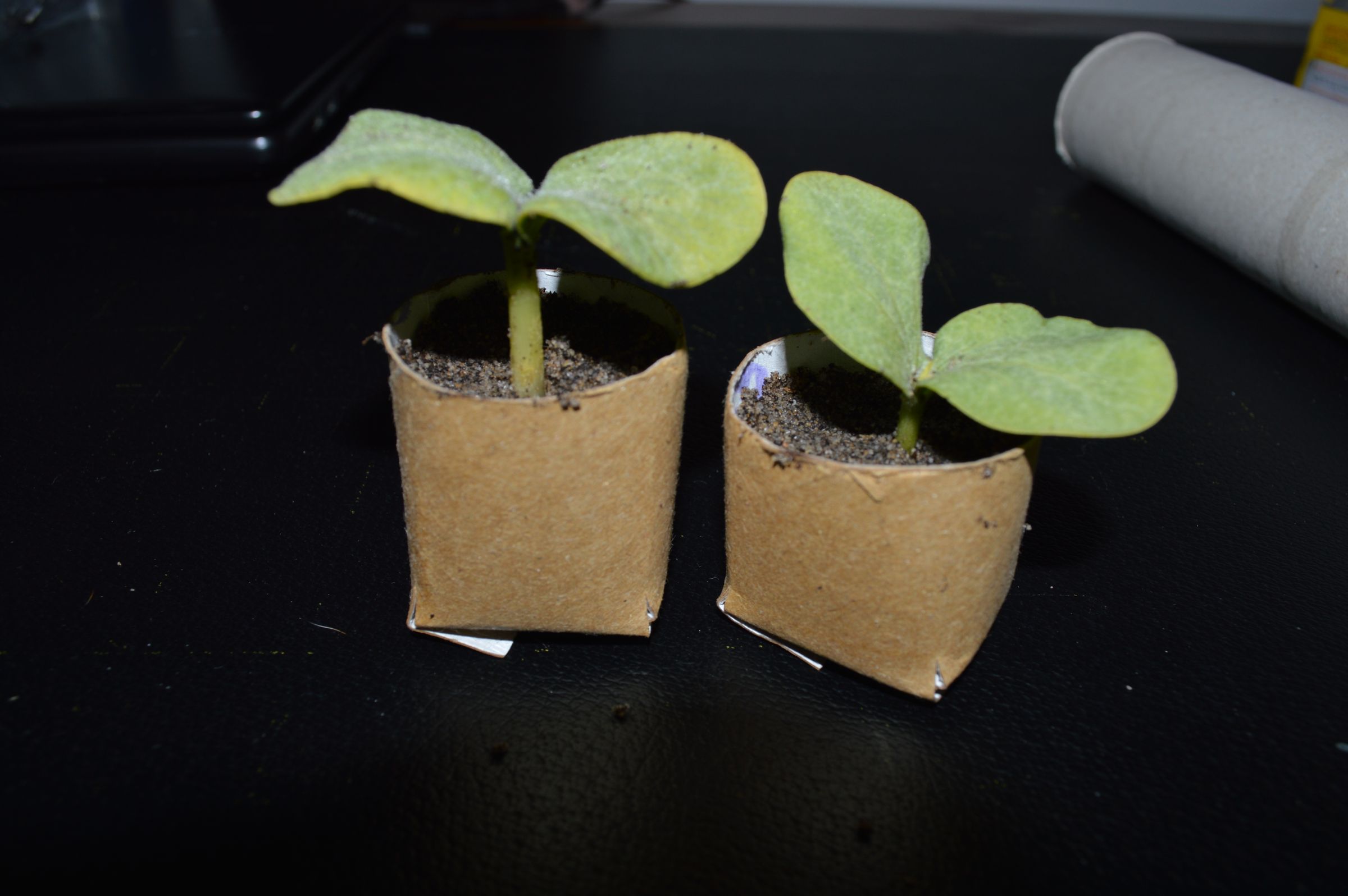 Biodegradable, Free, Toilet Roll Seedling Starters : 6 Steps (with ...