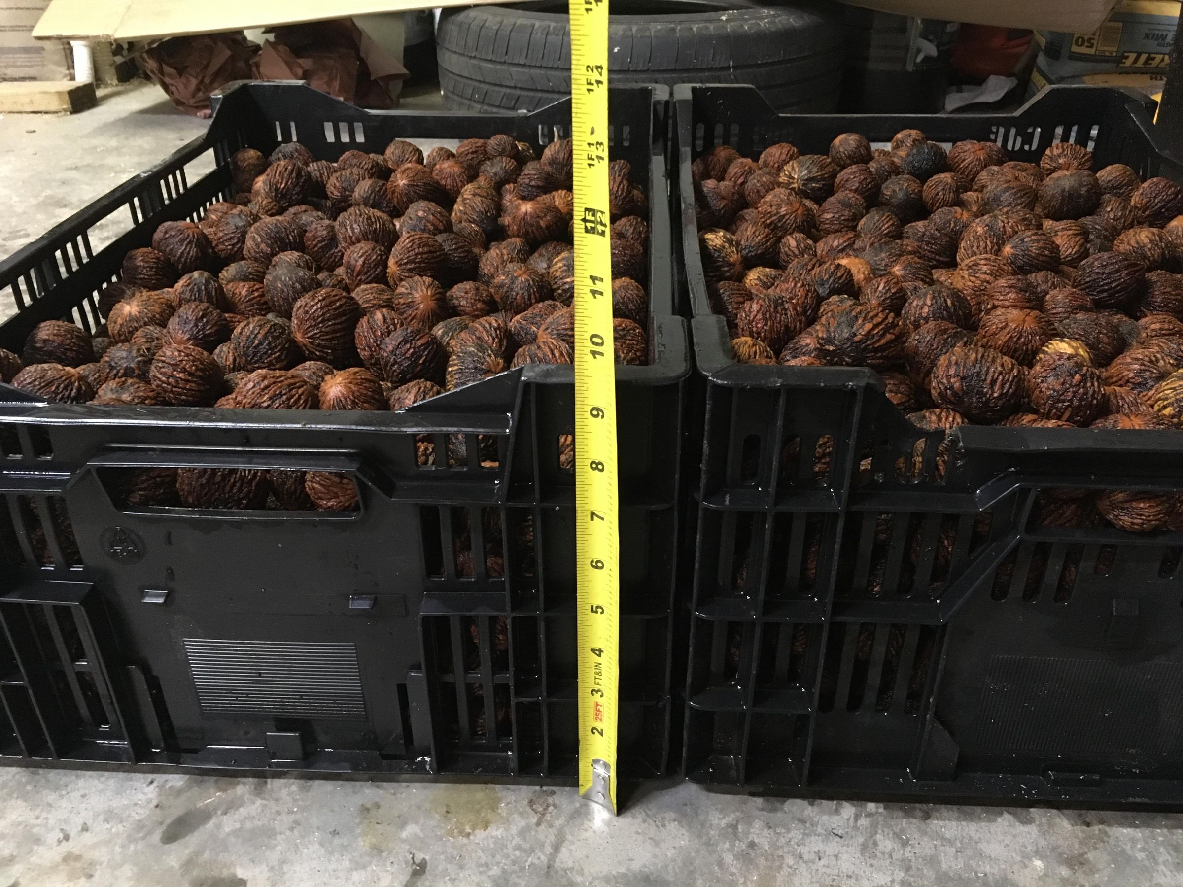 Harvesting and Processing Black Walnuts : 13 Steps - Instructables