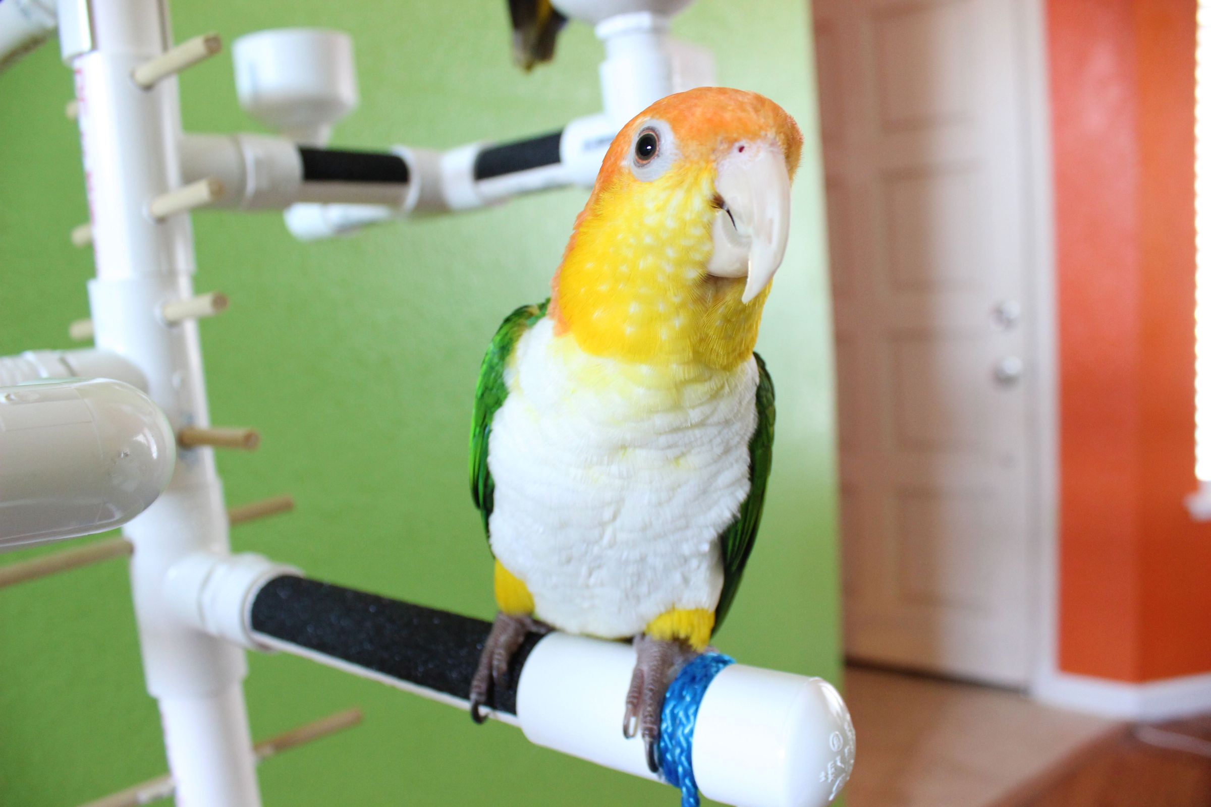 DIY BIRD STAND : 8 Steps (with Pictures) - Instructables