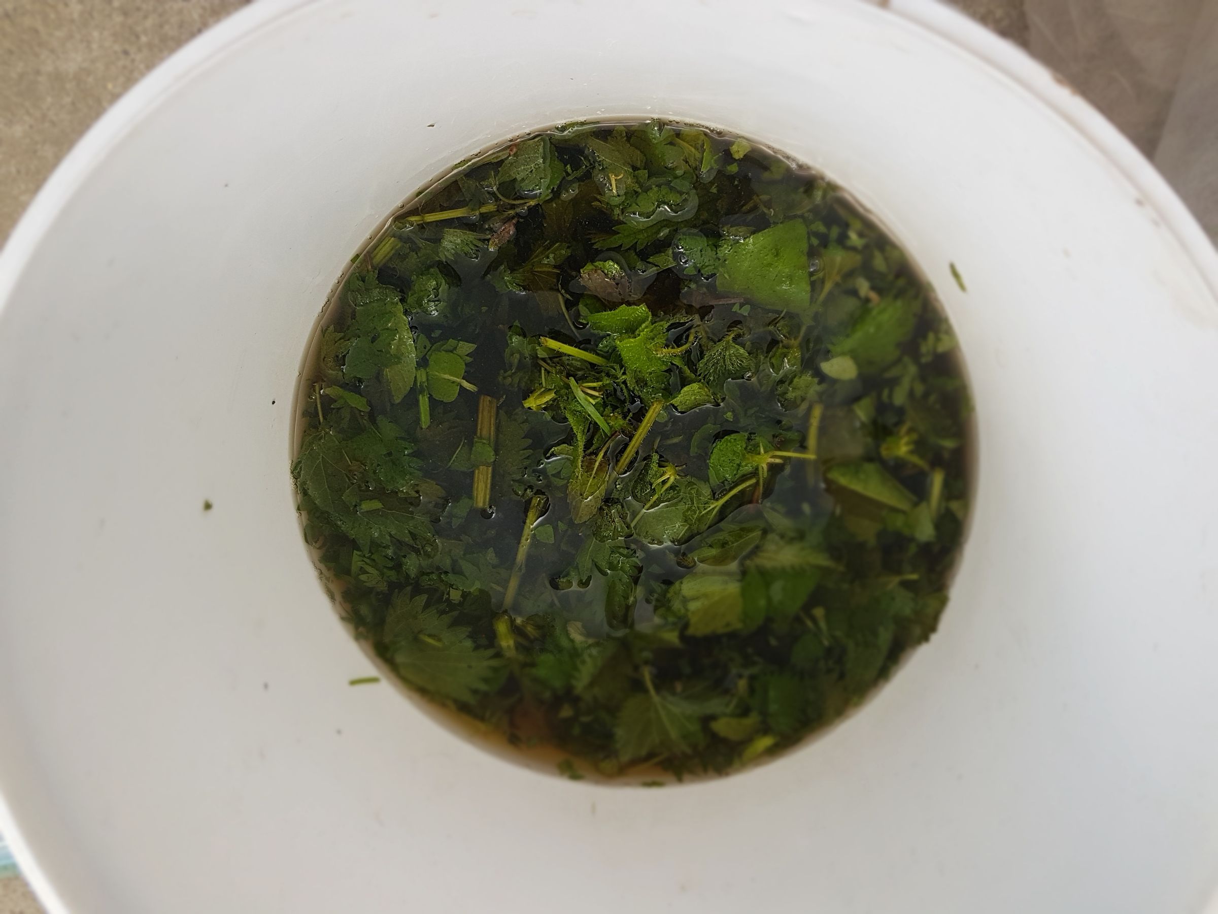 Homemade Natural Insecticide/repellent (with Pictures) - Instructables