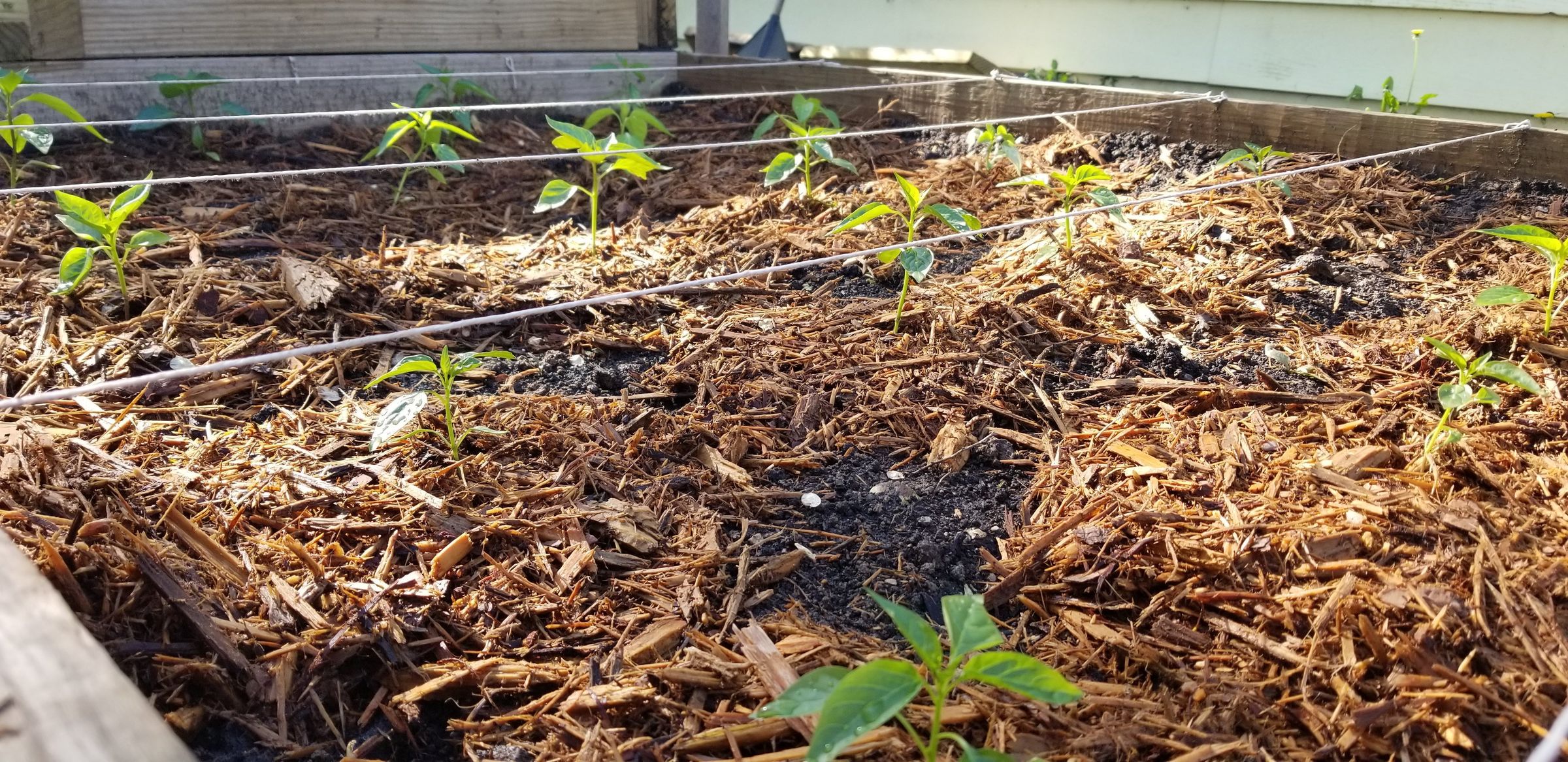 Automated Garden System Built on Raspberry Pi for Outdoors or Indoors ...
