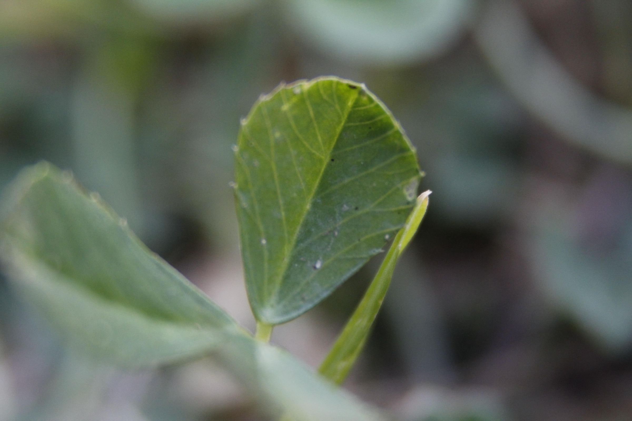 Diy Macro Lens With AF (Different Than All Other DIY Macro Lenses) : 4 ...