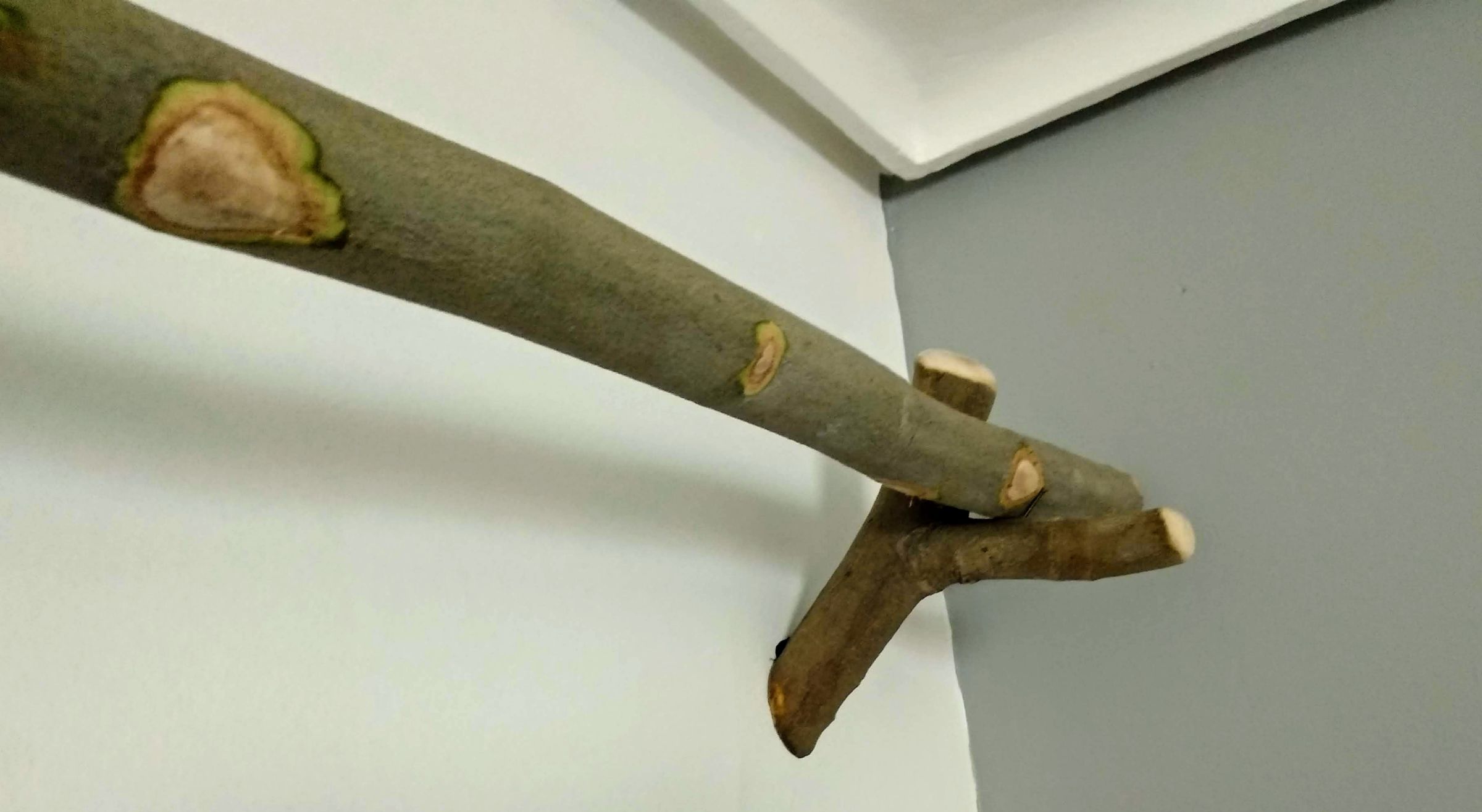 Tree Branch Curtain Rods/ Fairy-tale Sun Blockers : 6 Steps (with ...