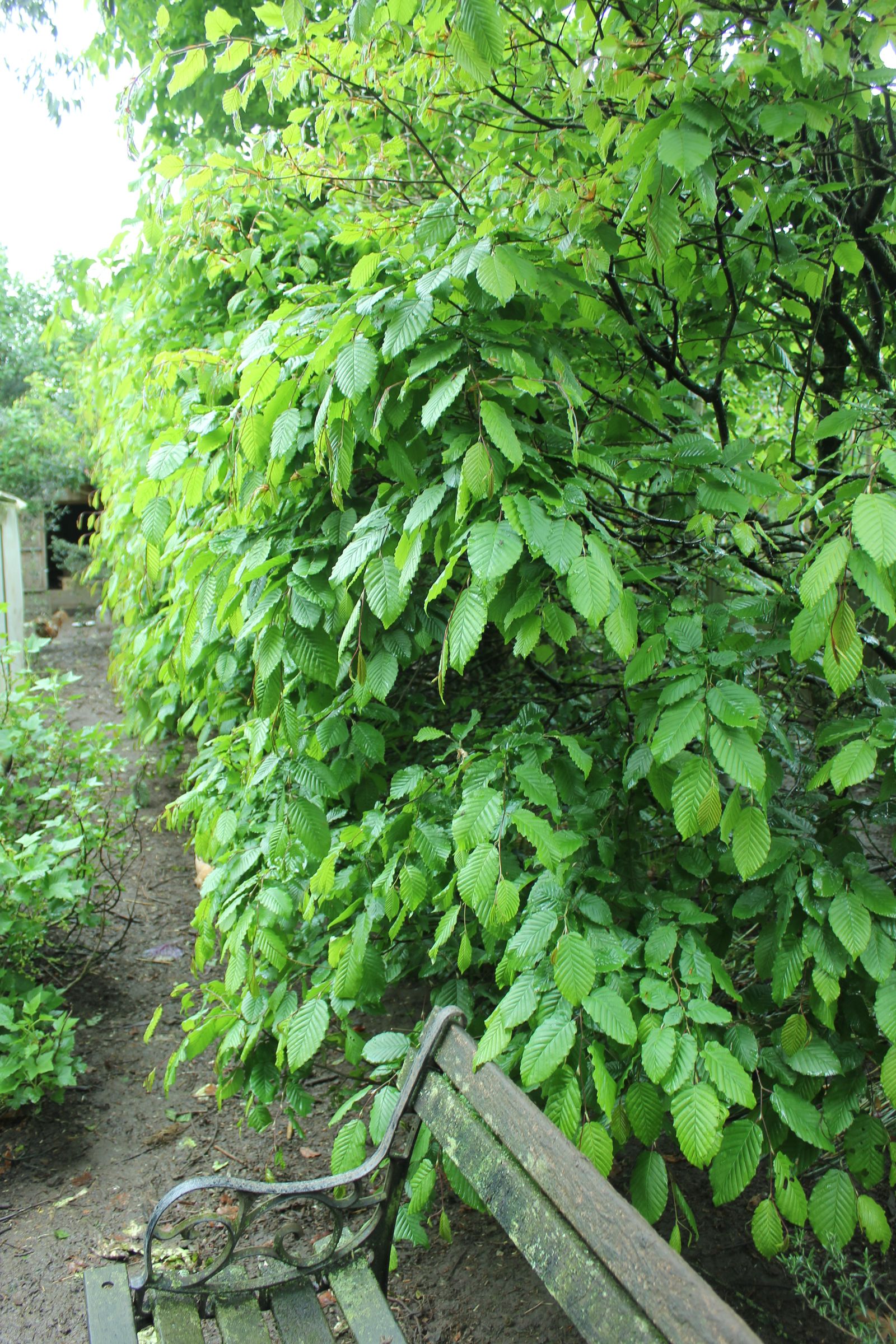 Edible Hedges - Getting the Most Out of Your Plot With Tree Fodder and ...