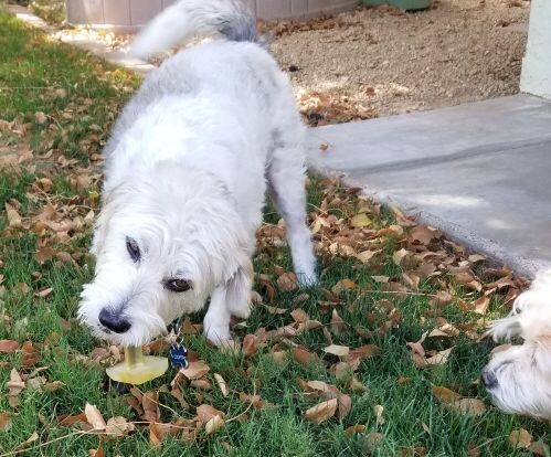 How to Make Pupsicles (For Your Dog) : 3 Steps (with Pictures ...