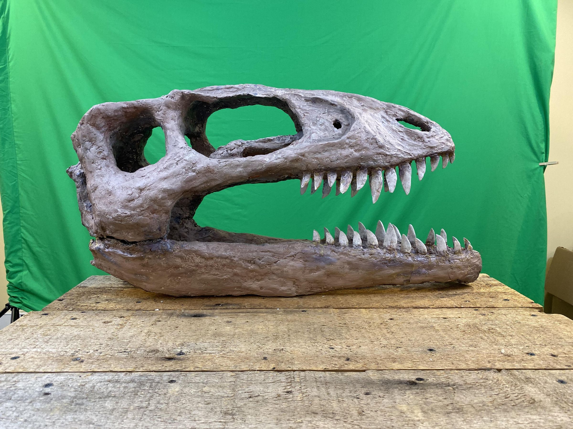 Make a Giant Dinosaur "Skullpture"! : 8 Steps (with Pictures ...
