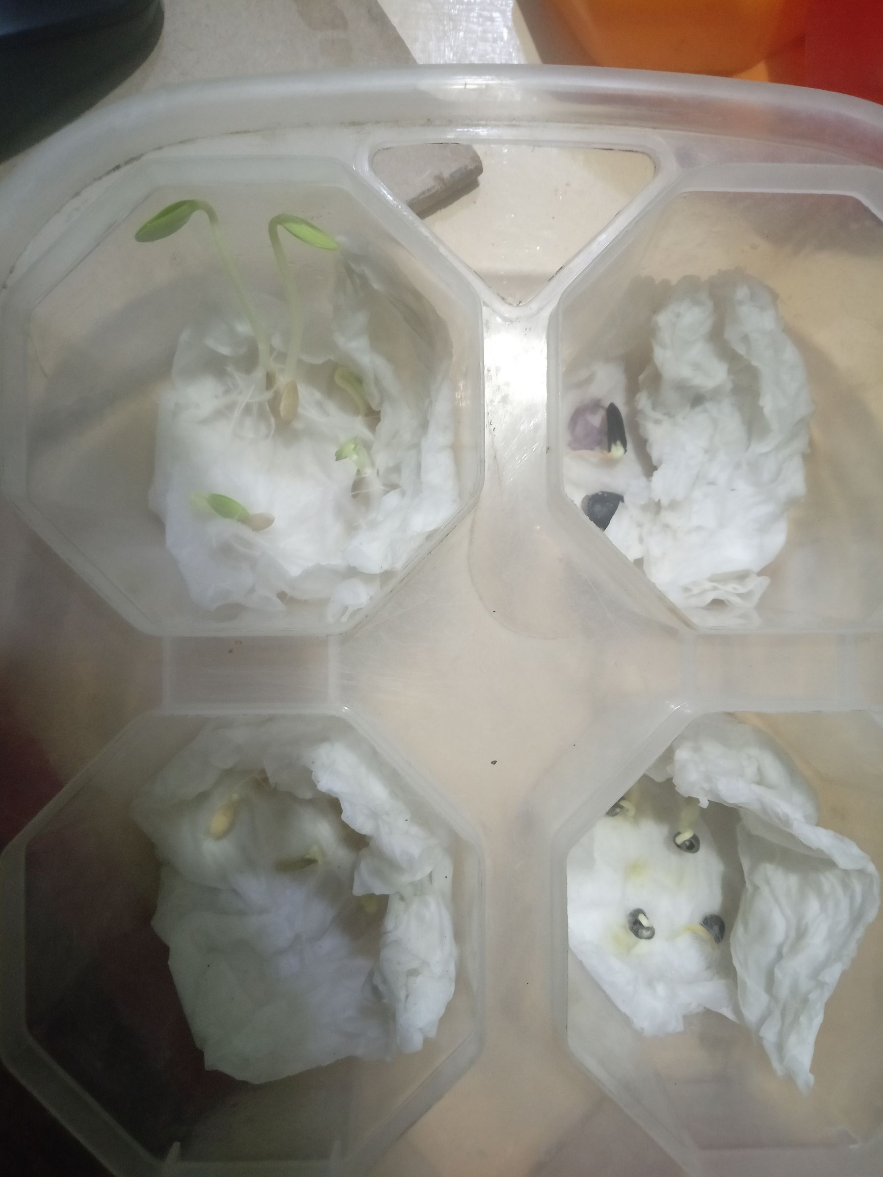Germinating Seeds Indoor : 3 Steps - Instructables