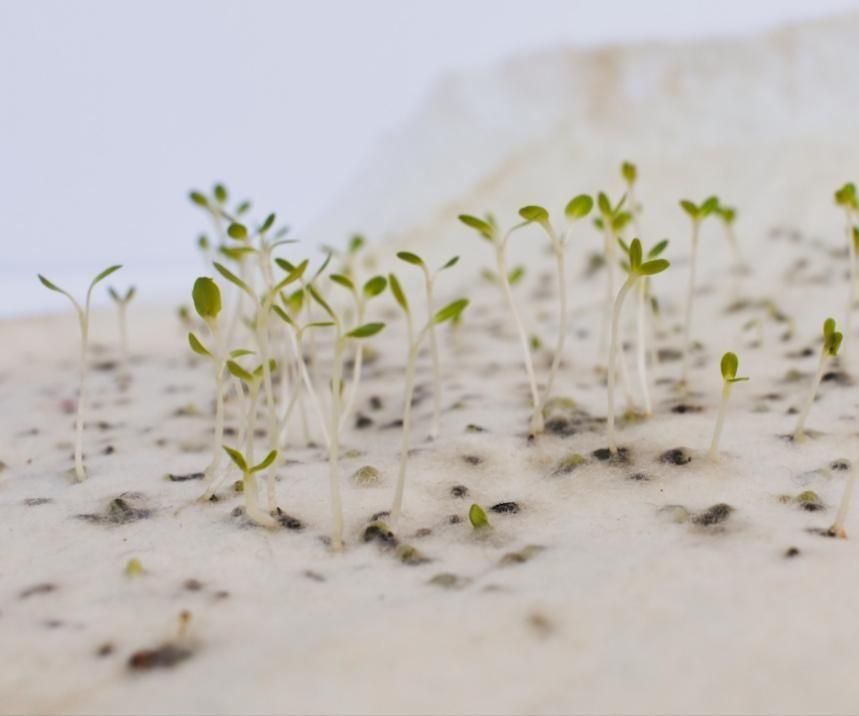 PLANTABLE HANDMADE FELT / FIELTRO ARTESANAL PLANTABLE : 14 Steps ...