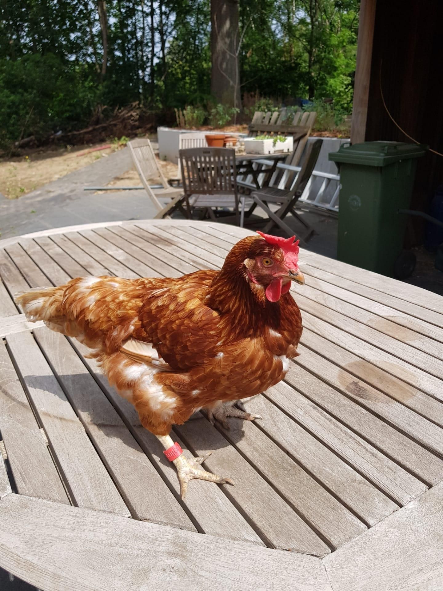 3D Printed Chicken Rings : 8 Steps (with Pictures) - Instructables