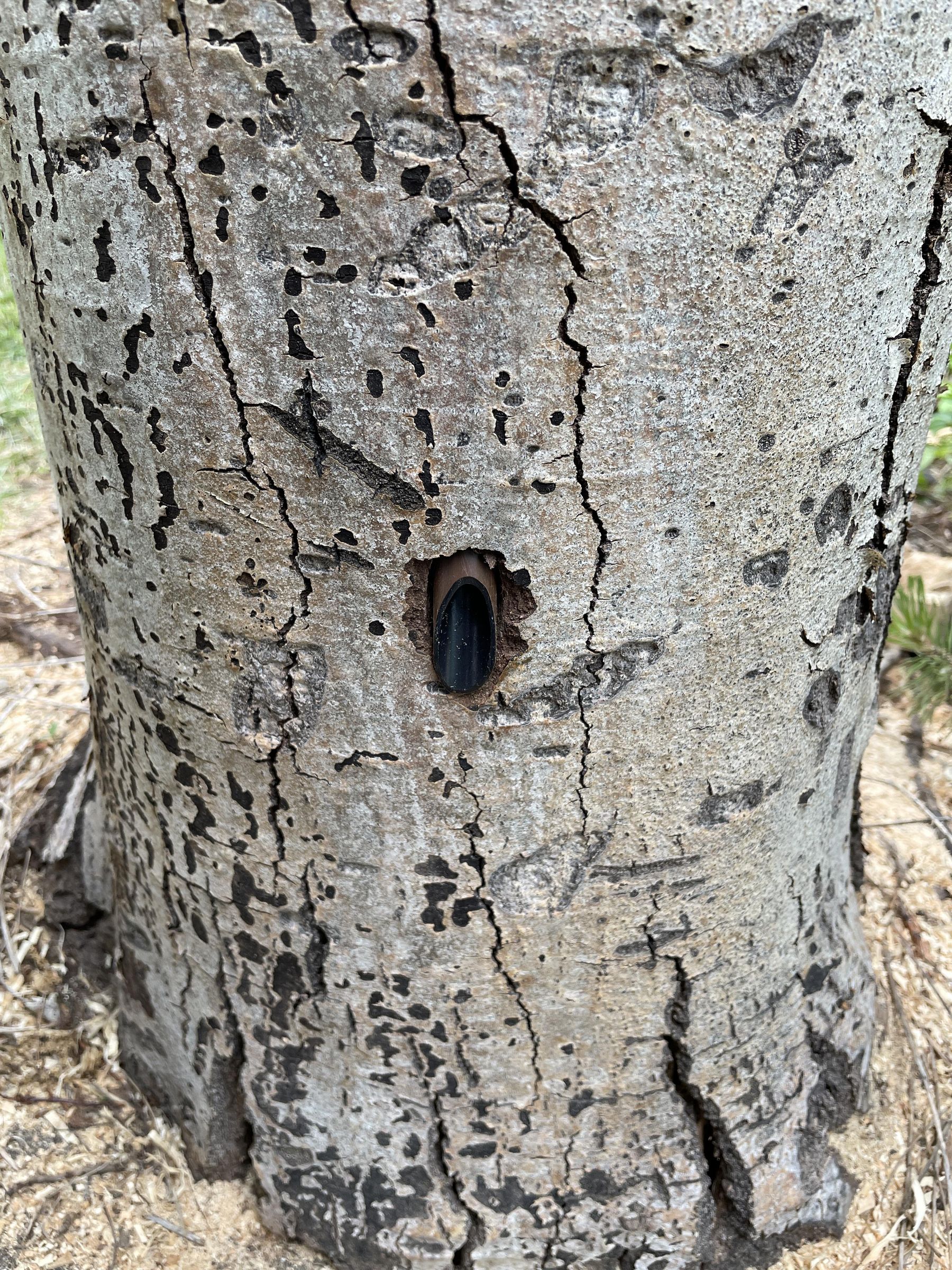 Transform a Tree Stump Into a Planter Box : 11 Steps (with Pictures ...