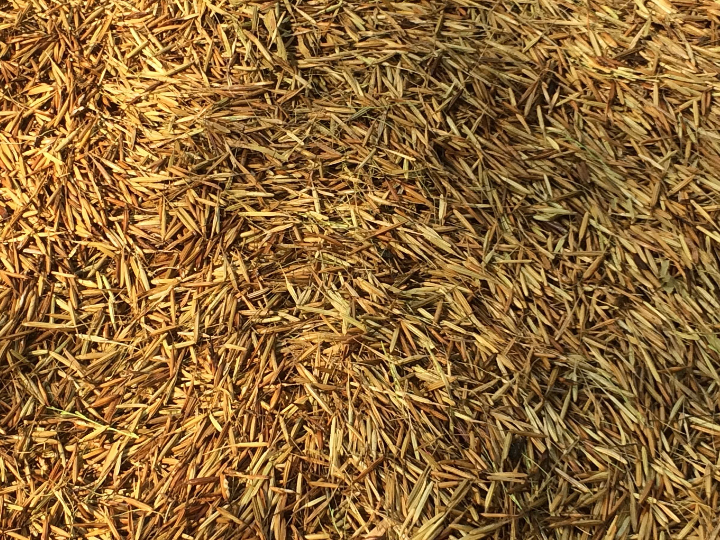Finishing Wild Rice : 9 Steps (with Pictures) - Instructables