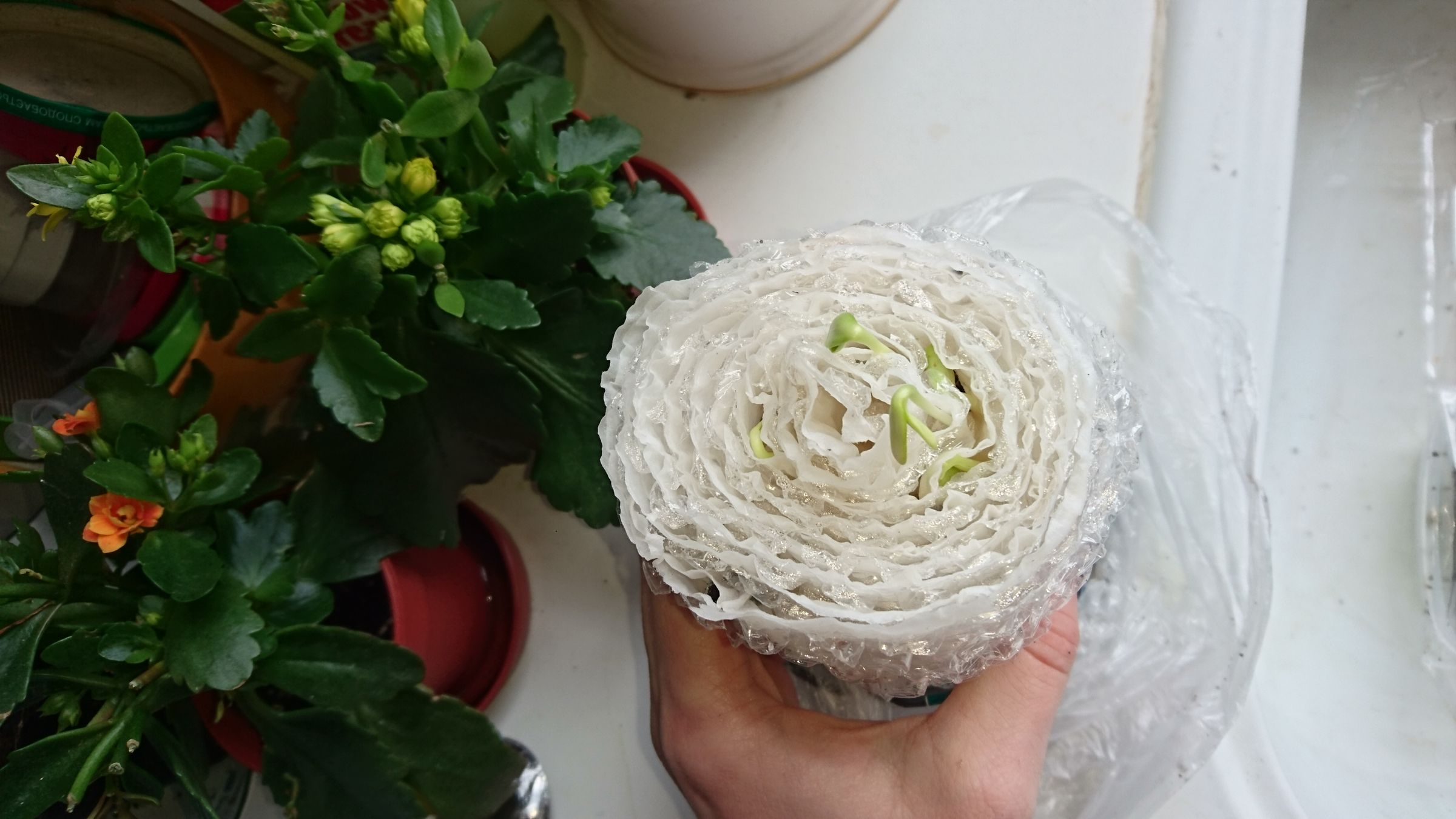 Easy and Economical Seeds Germination System : 8 Steps - Instructables
