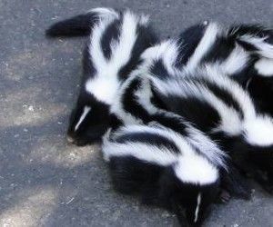 How to Evict a Skunk ... Out From Under Your House for Less Than $5 : 4 ...
