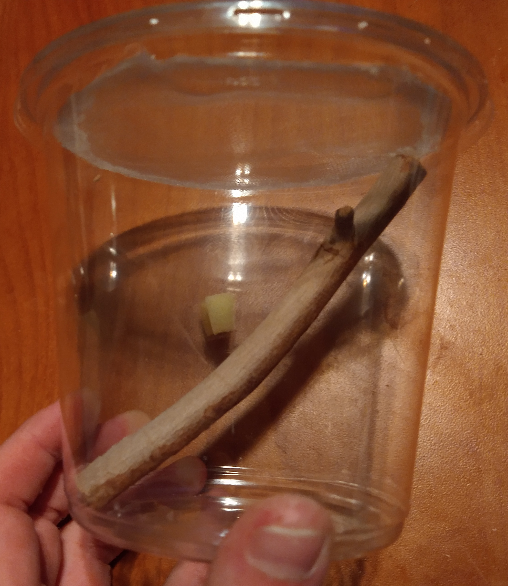 Perfect Praying Mantis Cups : 9 Steps (with Pictures) - Instructables