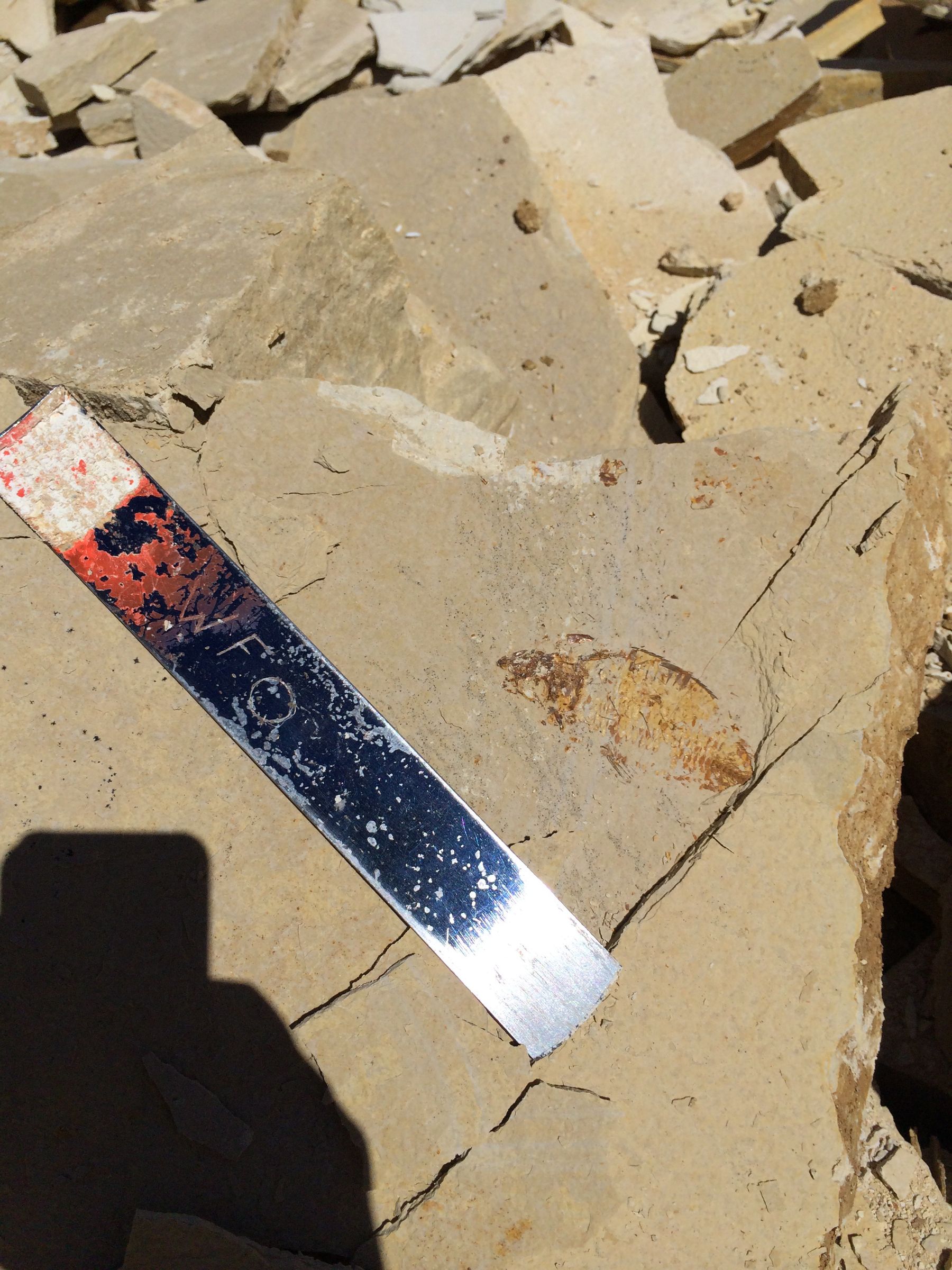 Split Limestone to Find Fossils!! : 4 Steps (with Pictures) - Instructables