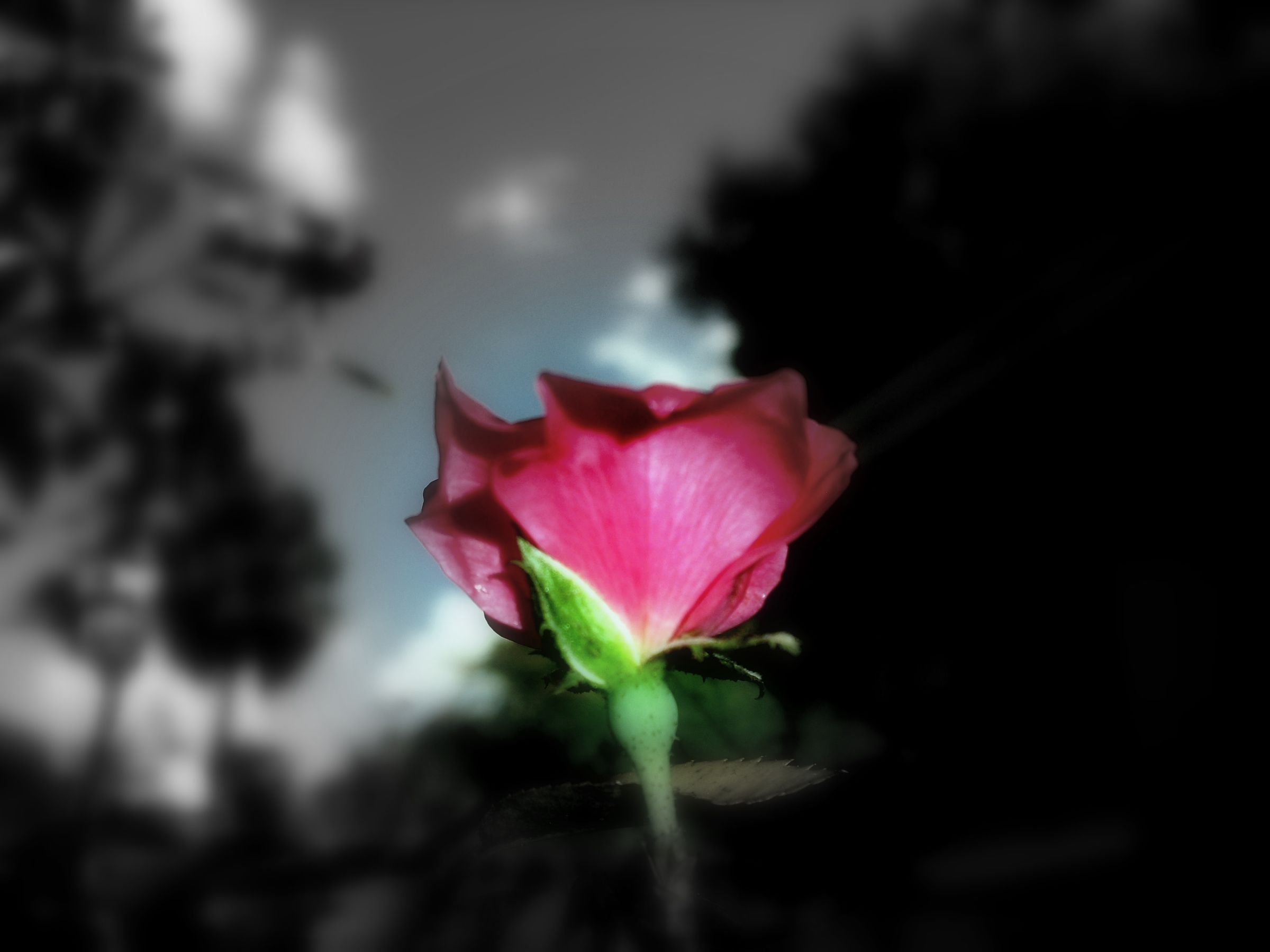 Create Cool Looking Photos : 5 Steps - Instructables