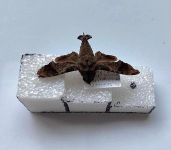 Preserving a Lepidoptera (Butterflies, Moths, and Skippers) : 7 Steps ...