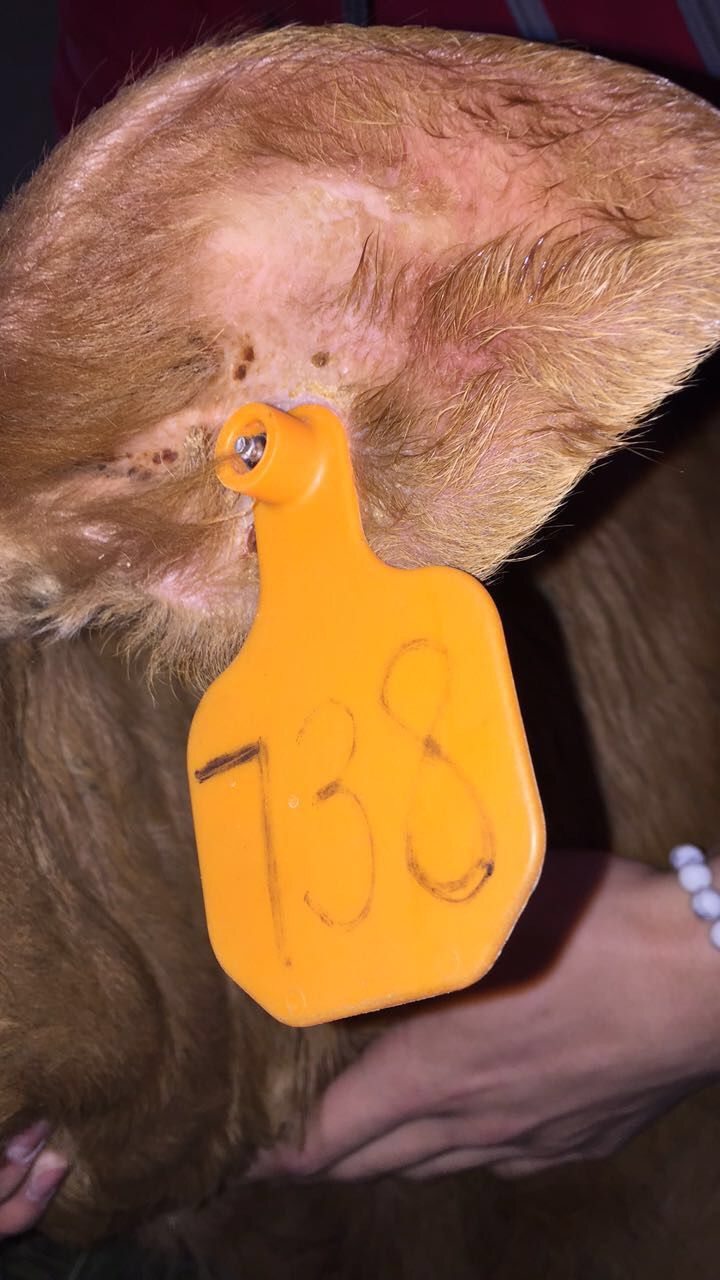 How to Properly Tag Cattle : 8 Steps (with Pictures) - Instructables
