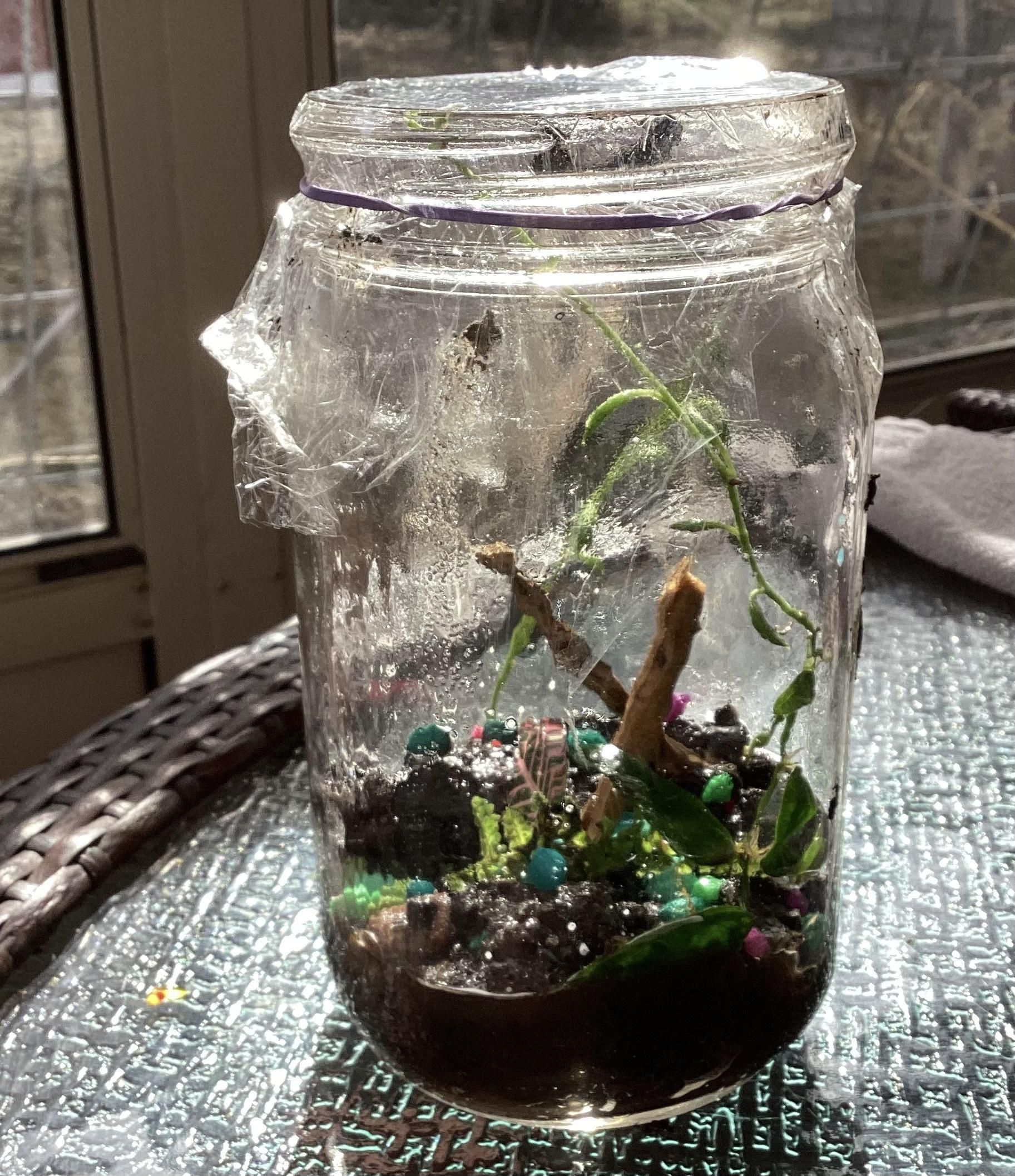 Tropical Terrarium Made Out of a Mason Jar : 5 Steps - Instructables