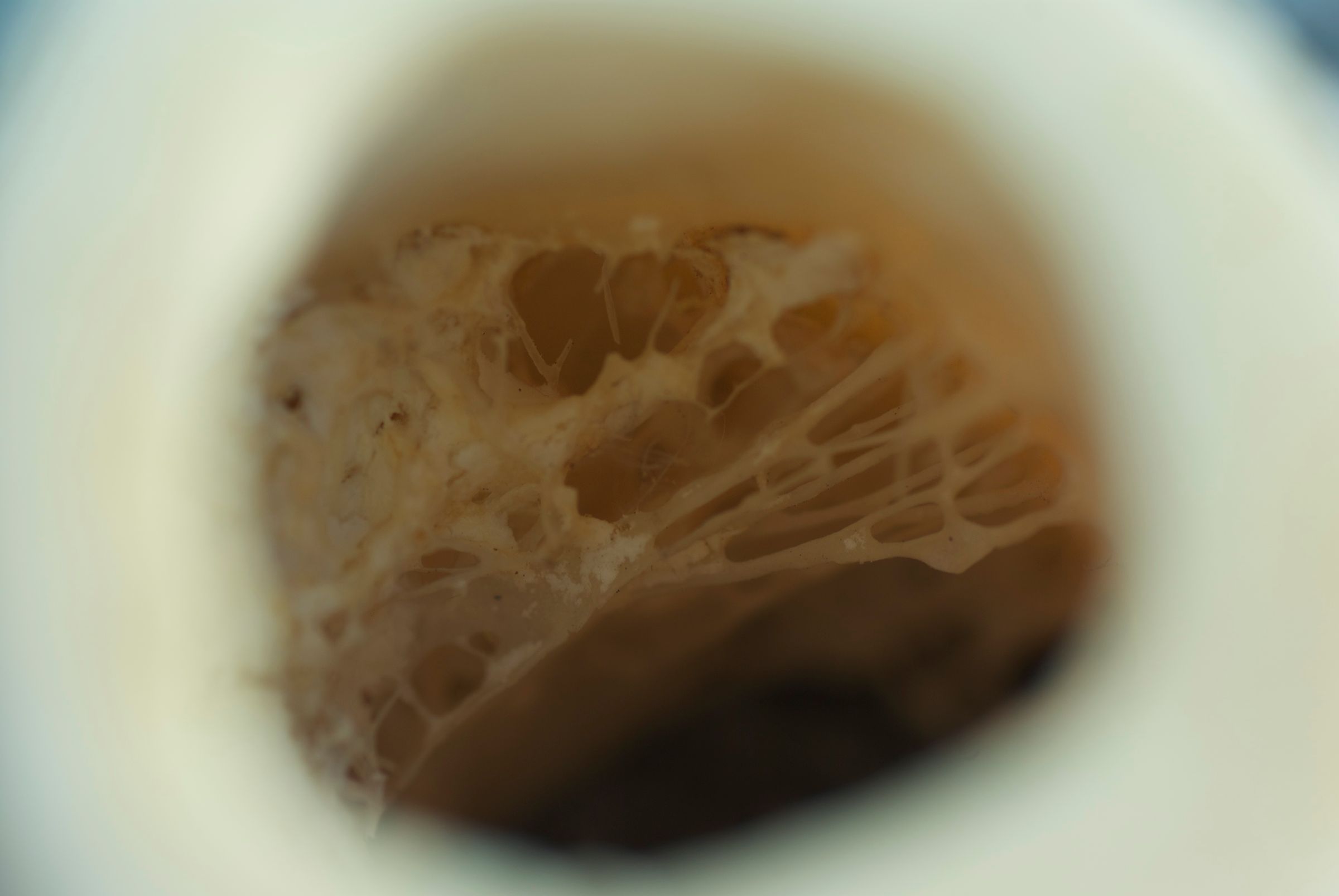 Celtic Knot Bone Ring : 9 Steps (with Pictures) - Instructables