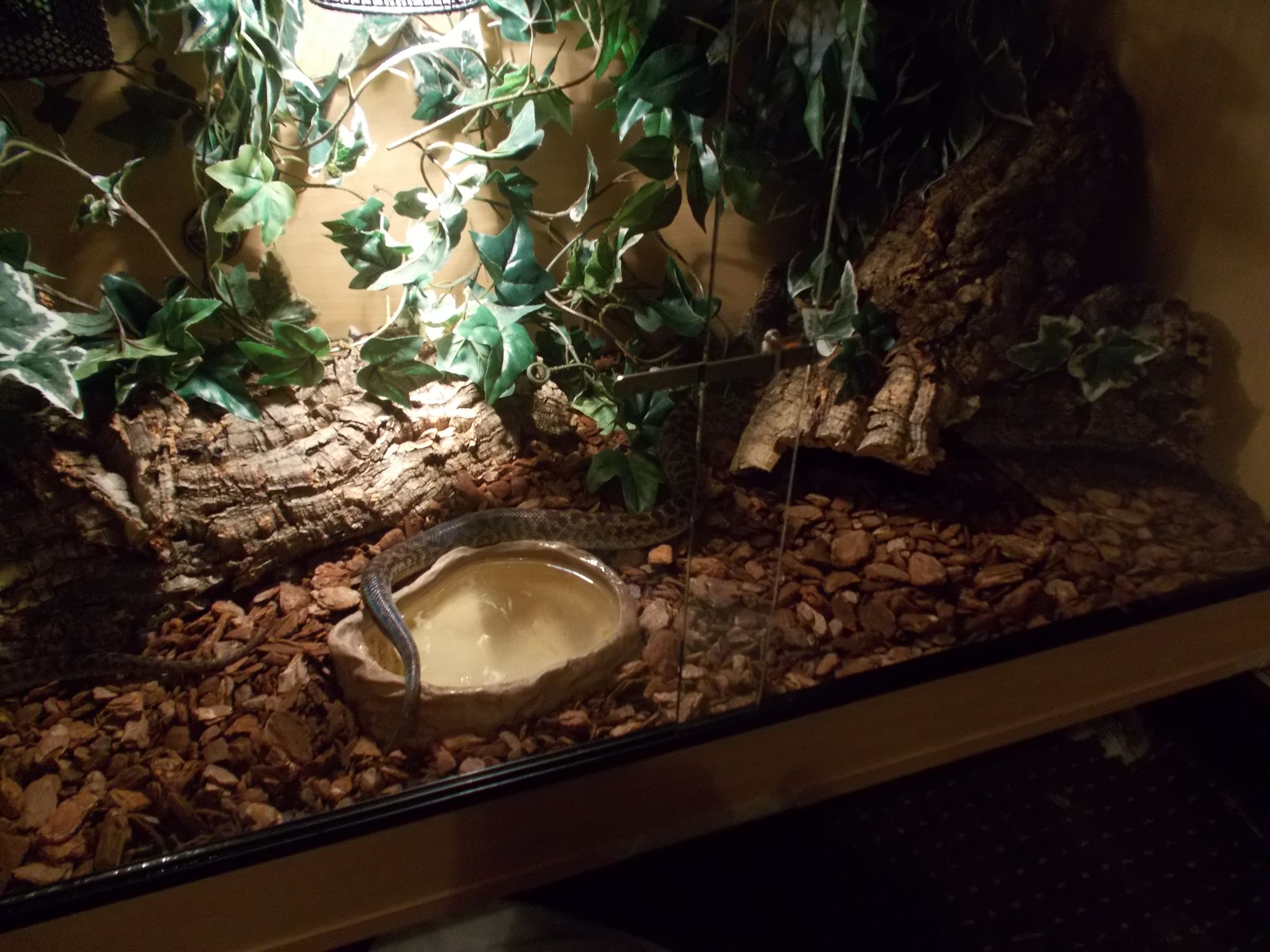 How to Setup a Snake Viv : 13 Steps - Instructables