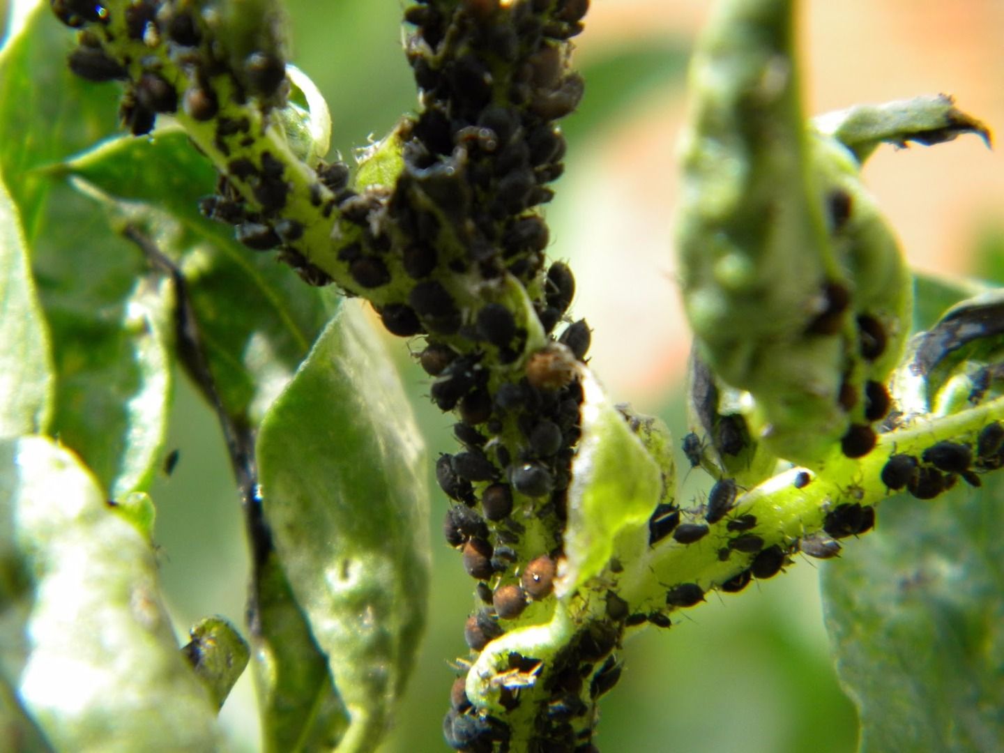 Organic Garlic Infusion Against Plant Lice Black Aphid - Instructables