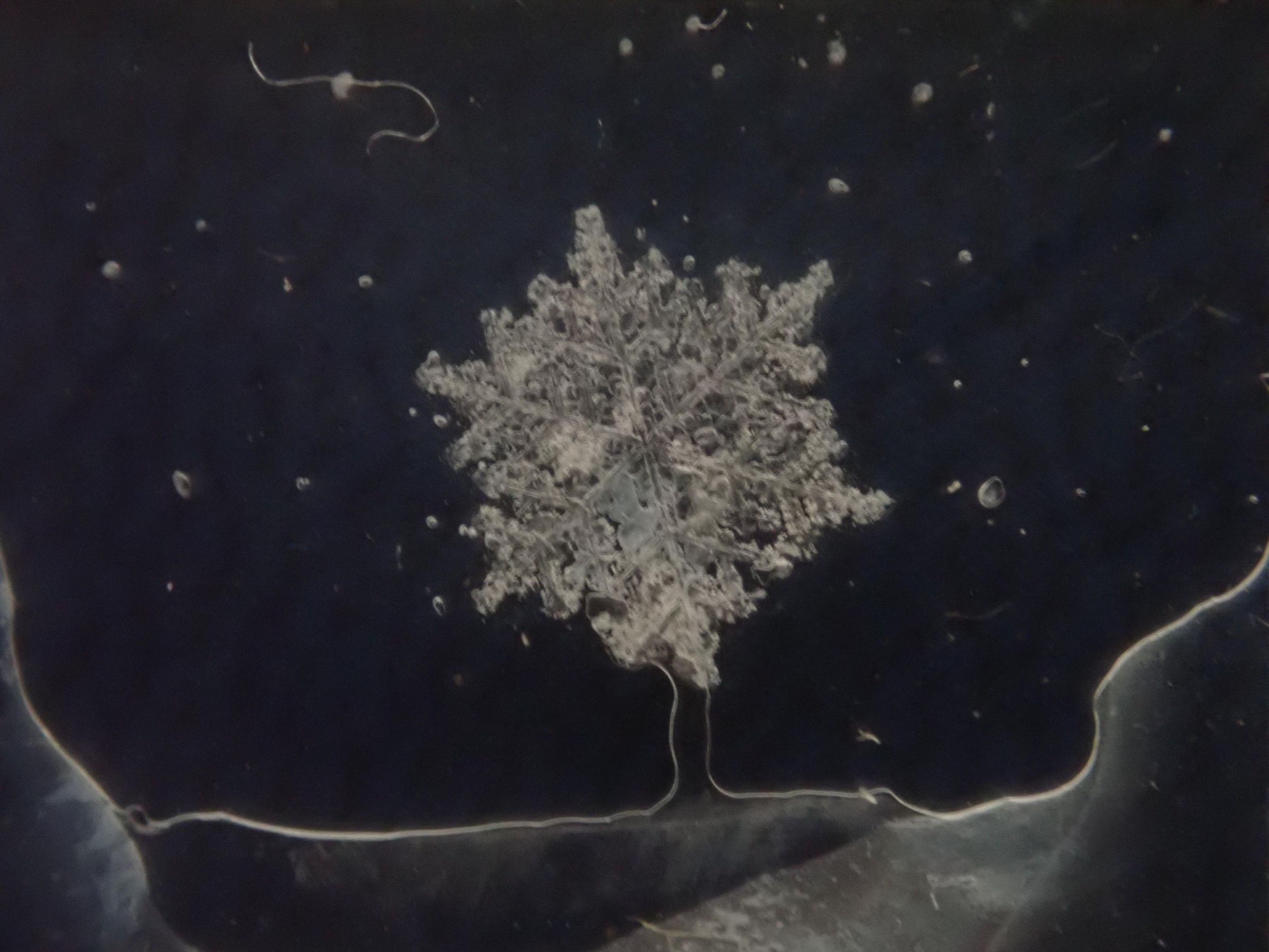 How to Preserve a Snowflake Forever! : 7 Steps (with Pictures ...