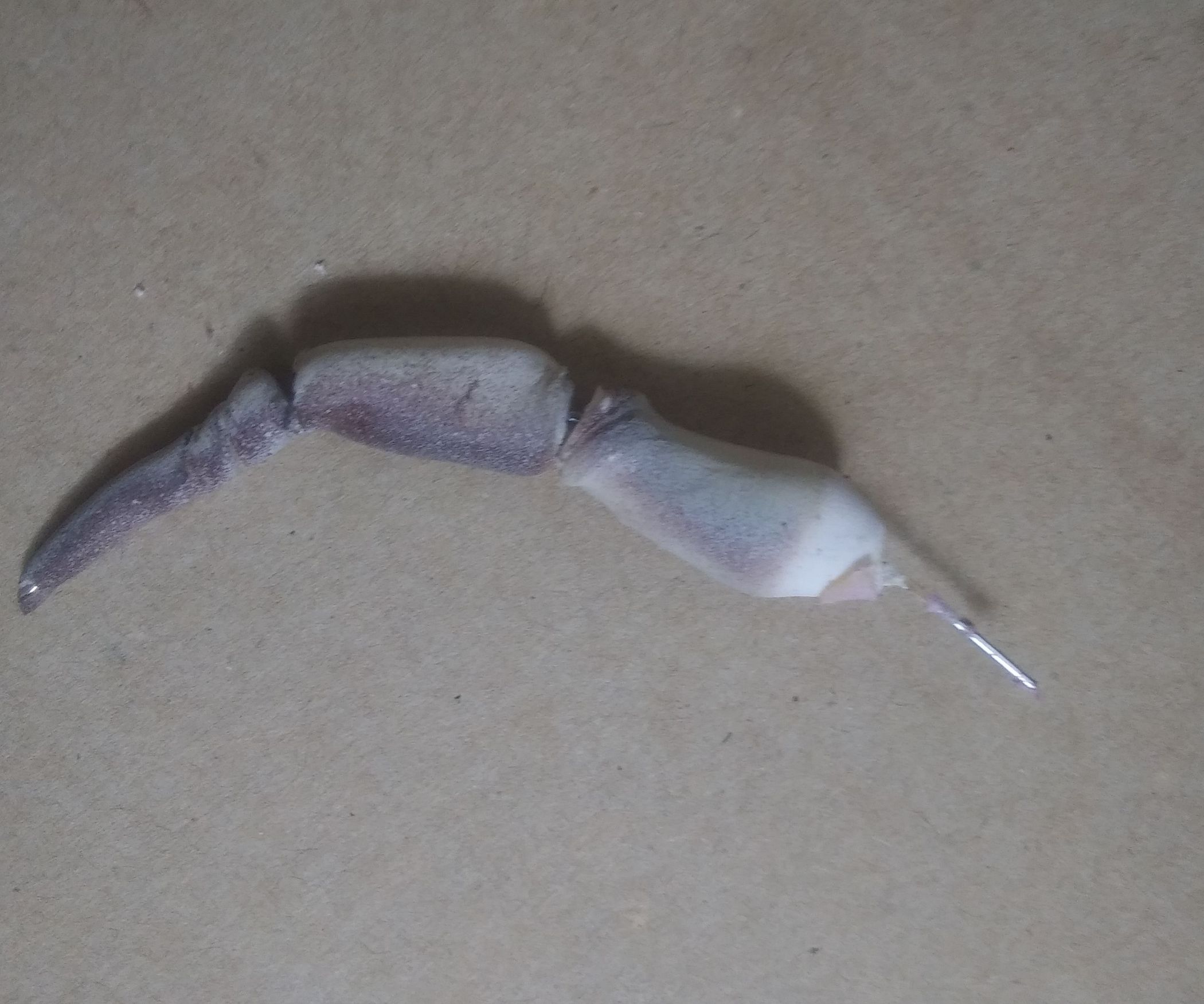 How to Make Sculpted Bug Legs Easily : 7 Steps (with Pictures ...