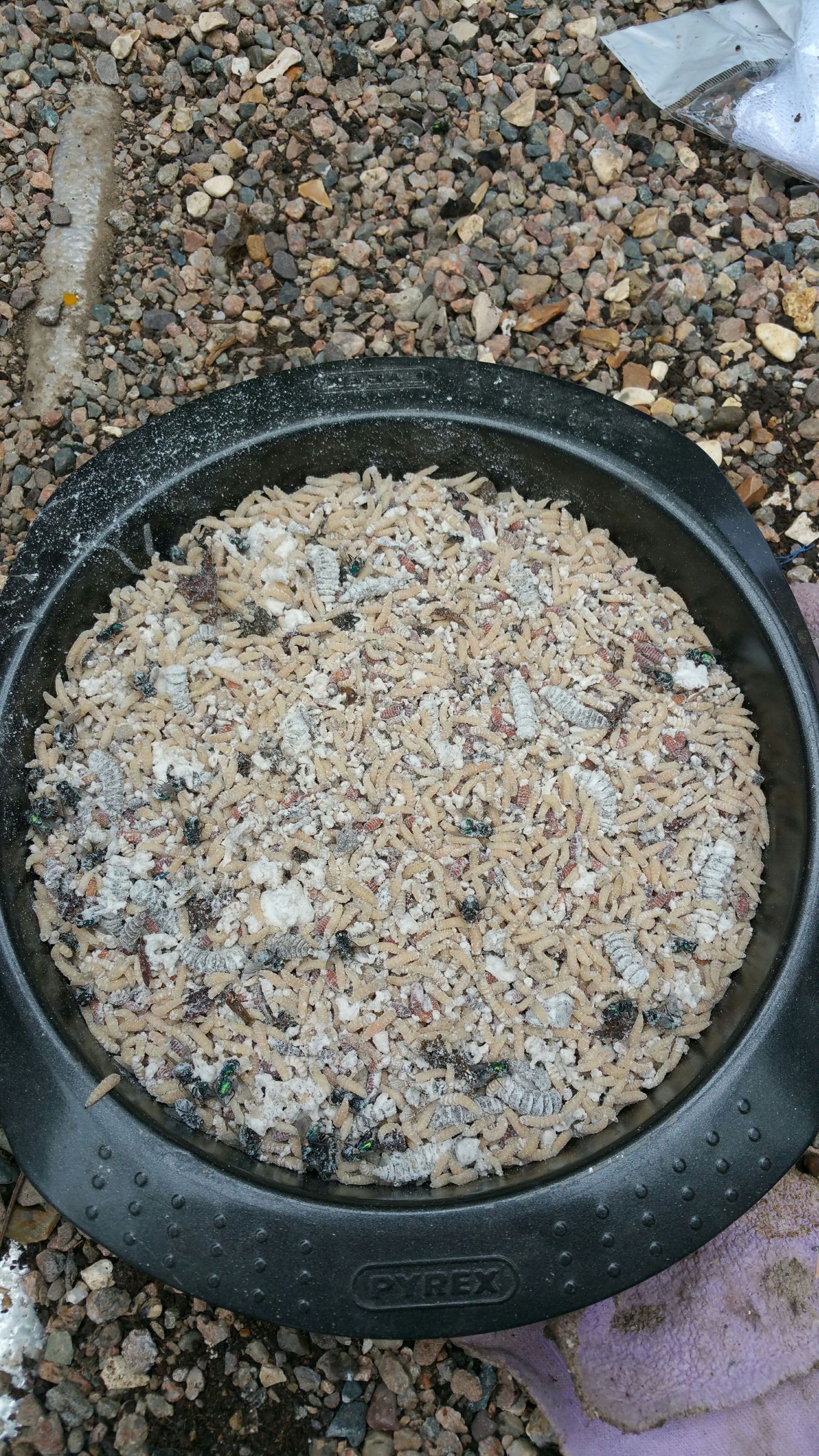 Fly Farm Box. Maggot Box. : 8 Steps (with Pictures) - Instructables