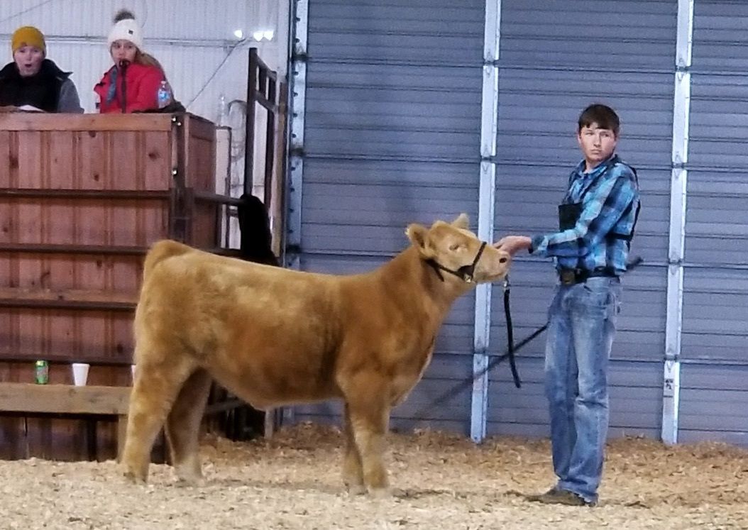 How to Halter Break a Calf : 5 Steps - Instructables