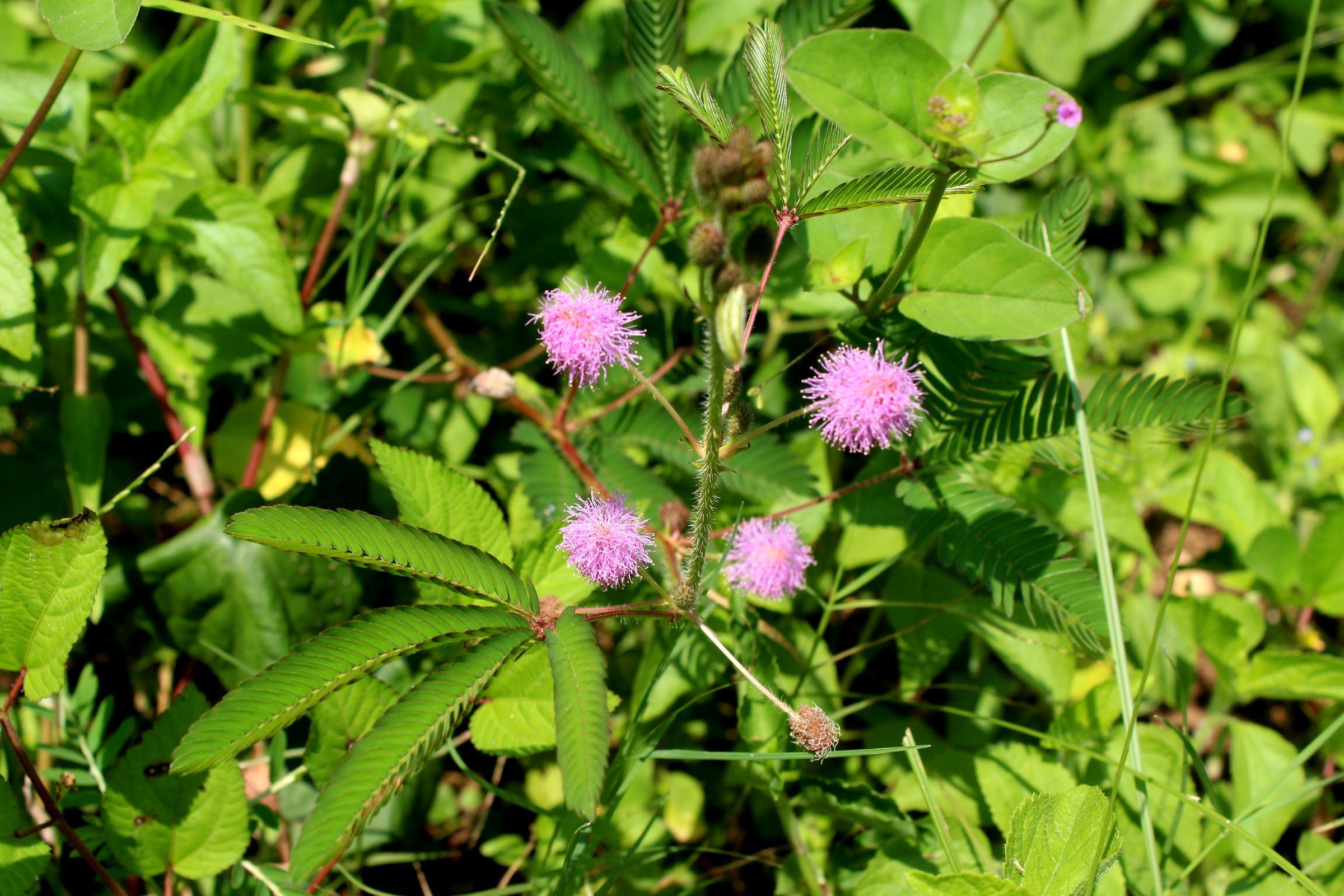 COLLECTING AYURVEDIC PLANTS : 18 Steps - Instructables