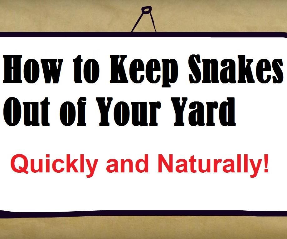 How to Keep Snakes Away From Your House : 5 Steps - Instructables