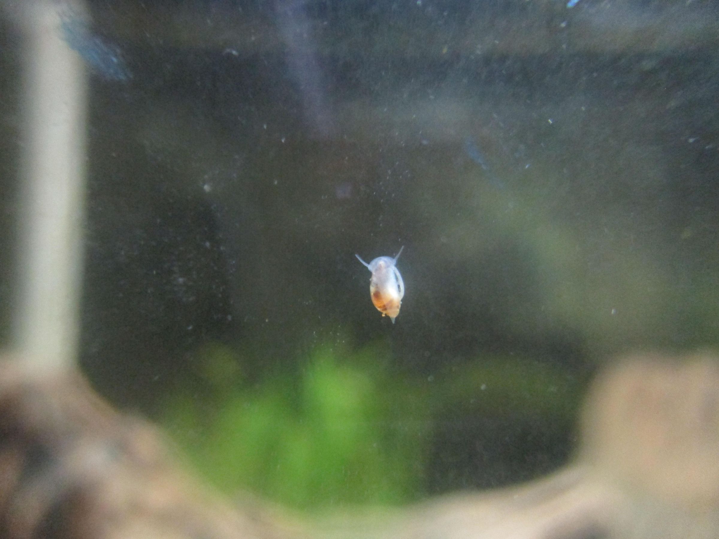 Setting Up a Freshwater Fish Tank : 10 Steps - Instructables