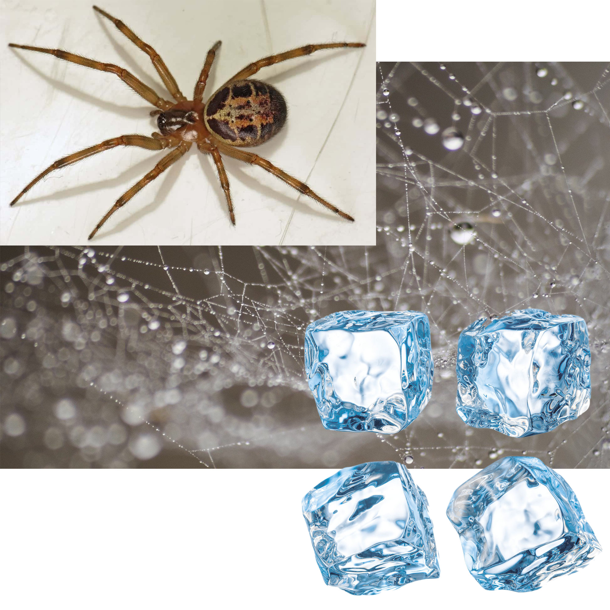 Photo Manipulation / Glass Spider in Photoshop (with Pictures and Video ...